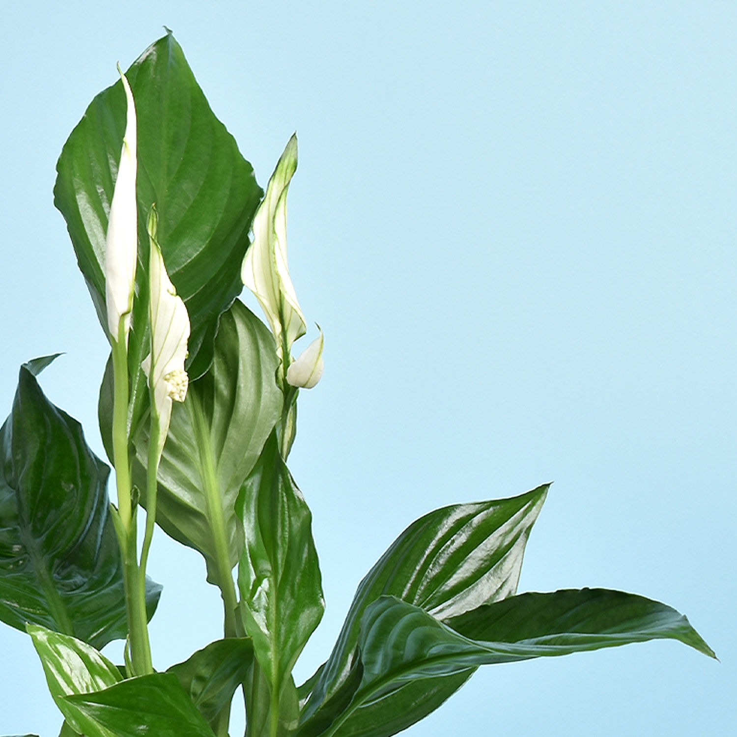 Order Pot Dad Peace Lilly Plant Online | Same-Day Delivery UAE - Fnp.ae