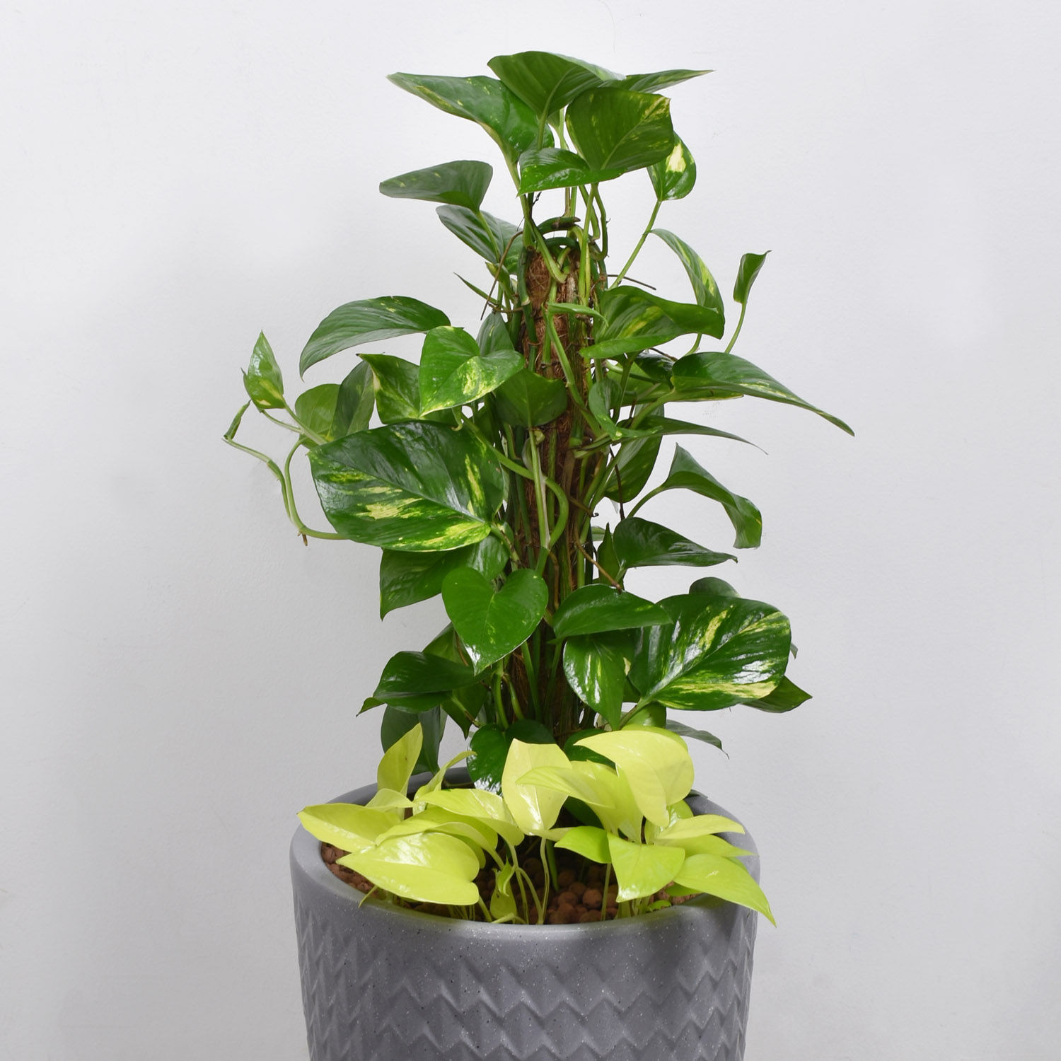 Order Money Plant Duo in Premium Pot Online | Same-Day Delivery UAE ...