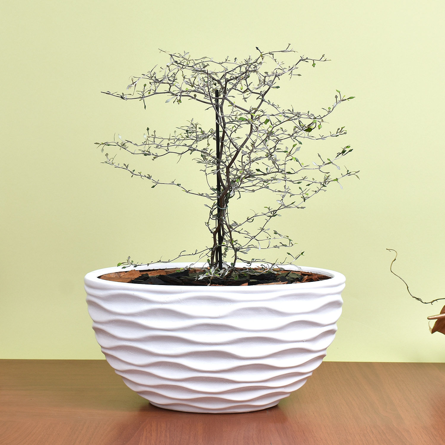 Order Decorative Corokia Cotoneaster Plant Online | Same-Day Delivery ...