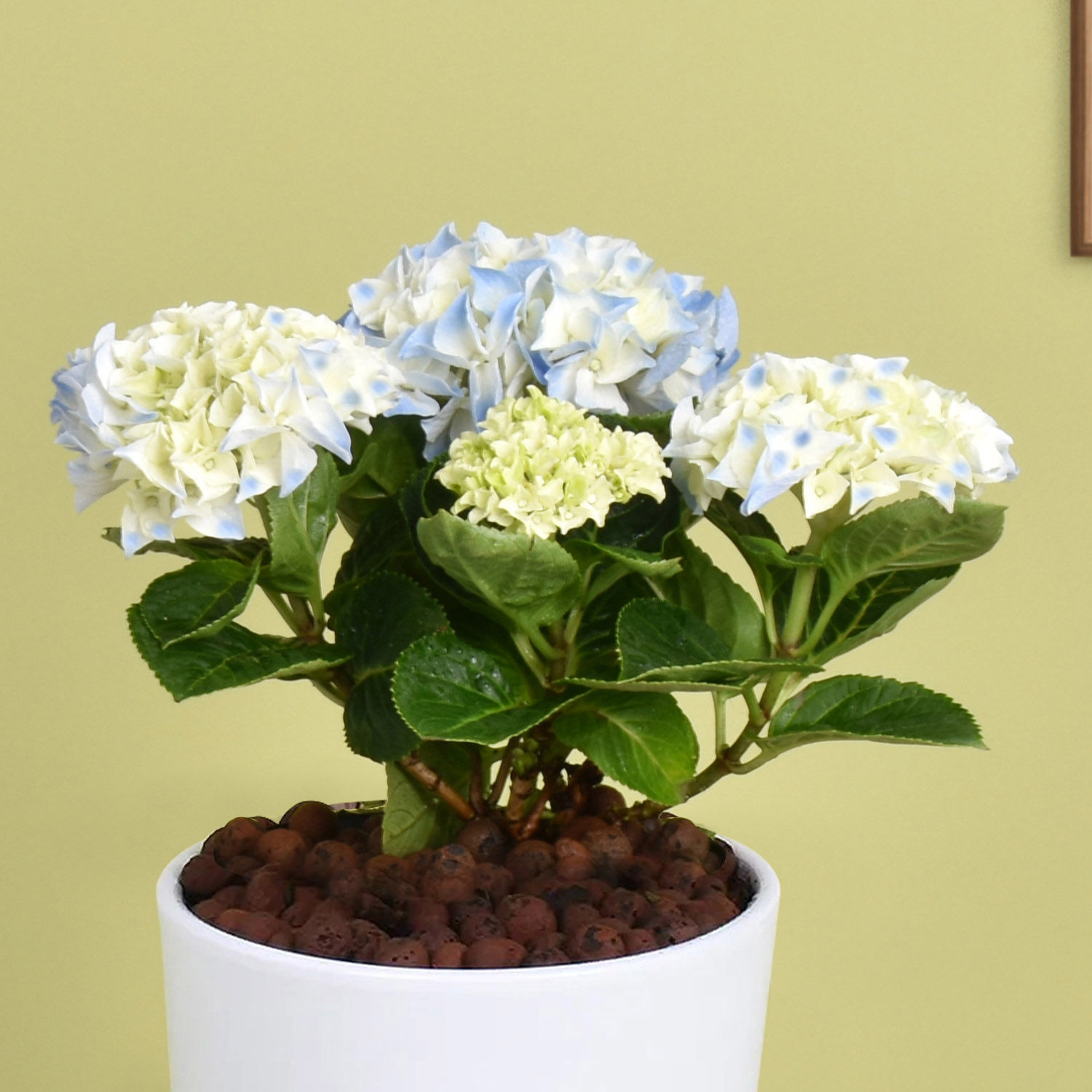 Order Blue Hydrangea in Premium Pot Online | Same-Day Delivery UAE - Fnp.ae
