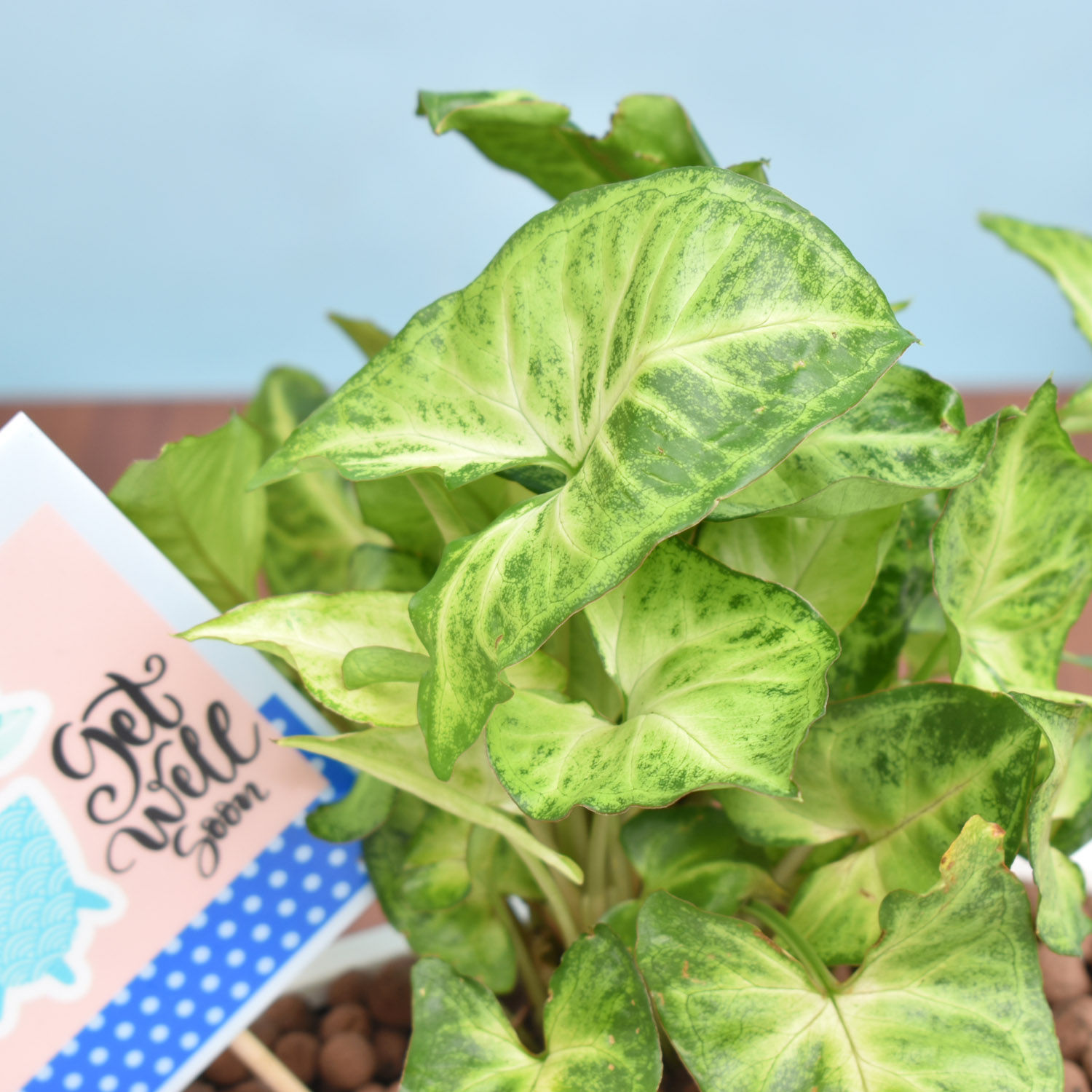 Order Get Well Soon Wishes Plant Online | Same-Day Delivery UAE - Fnp.ae
