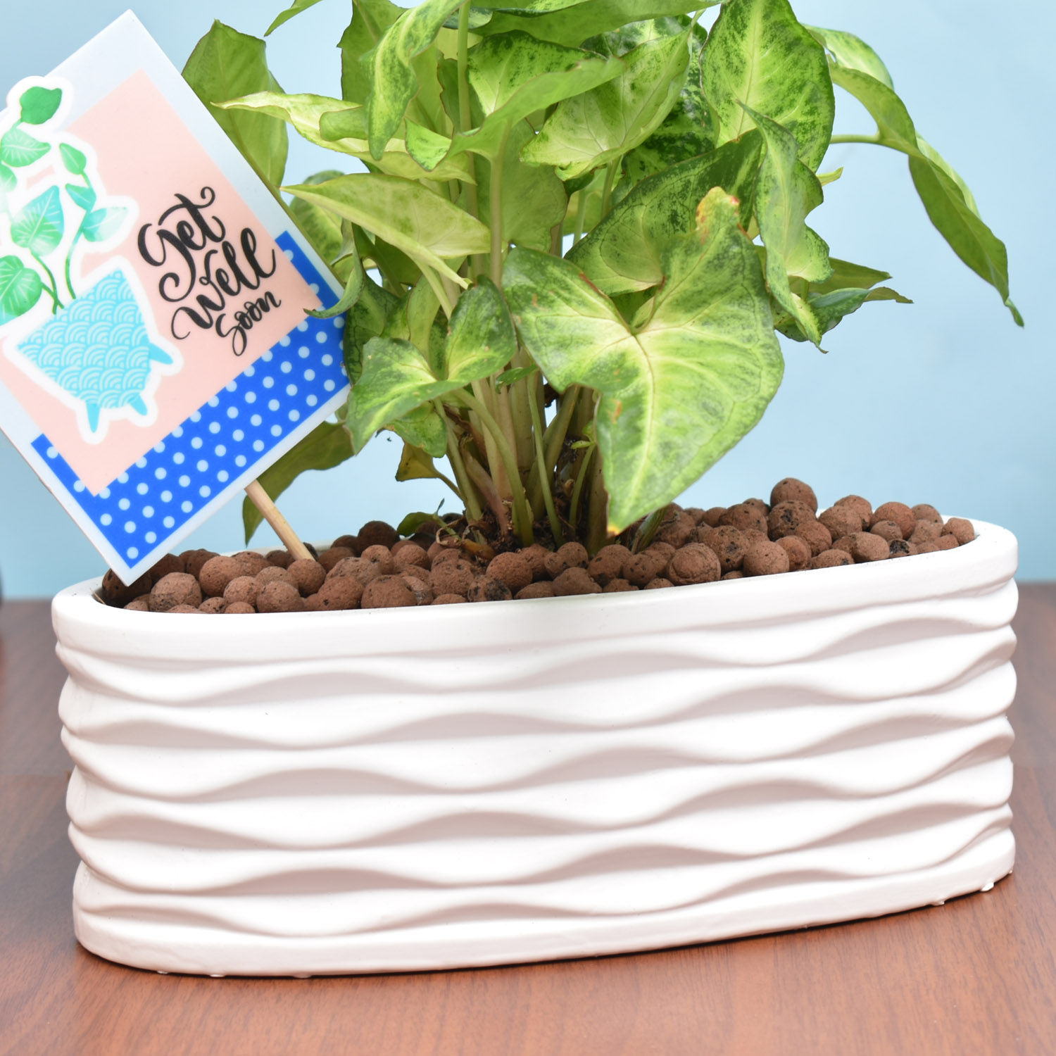 Order Get Well Soon Wishes Plant Online | Same-Day Delivery UAE - Fnp.ae
