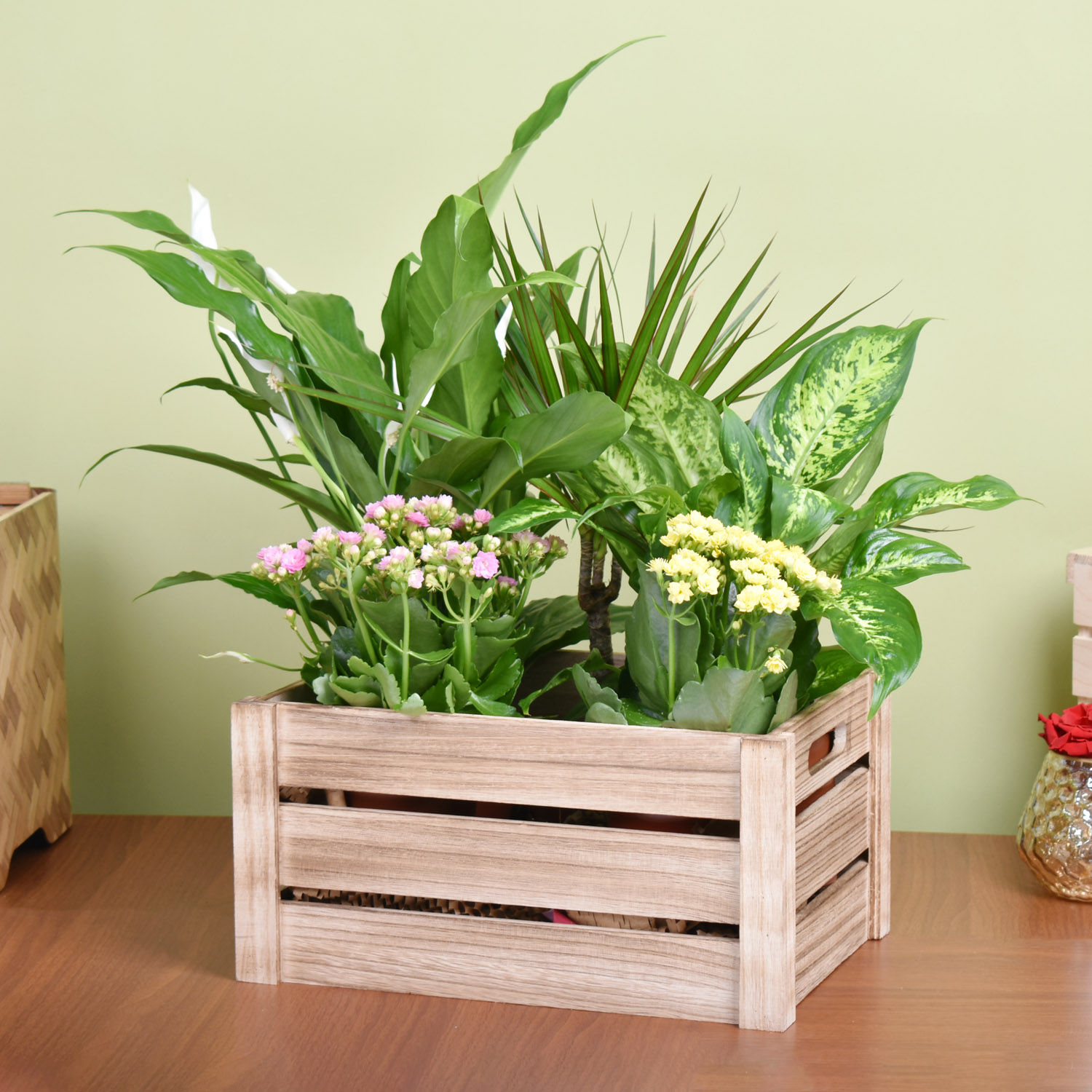 Order Urban Garden Plant Basket Online | Same-Day Delivery UAE - Fnp.ae