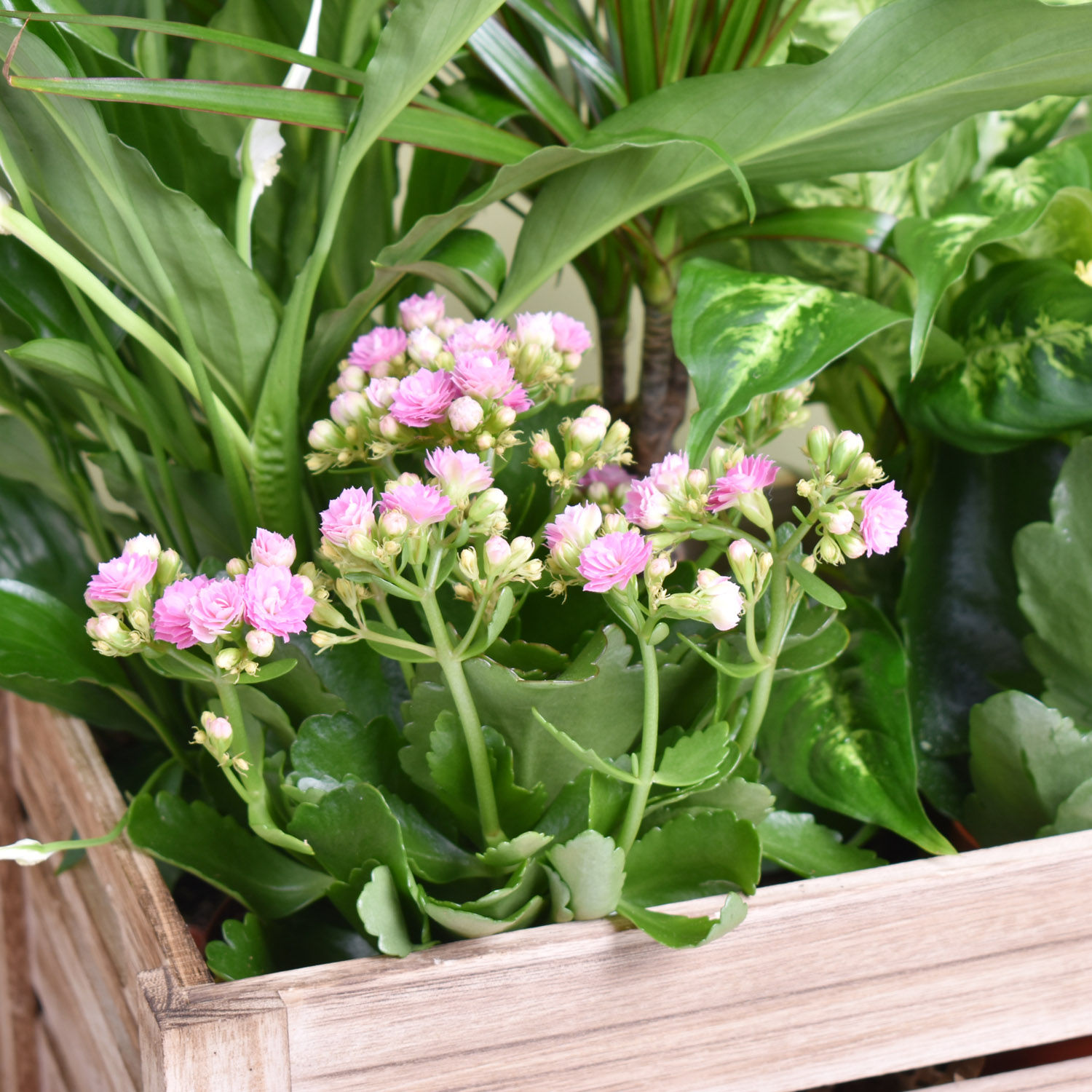 Order Urban Garden Plant Basket Online | Same-Day Delivery UAE - Fnp.ae