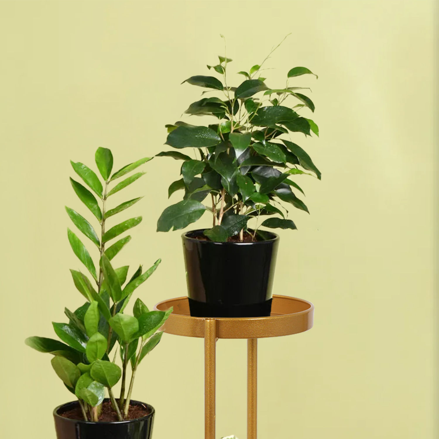 Online Welcome Good Luck To Home Plant Stand Gift Delivery in UAE - FNP