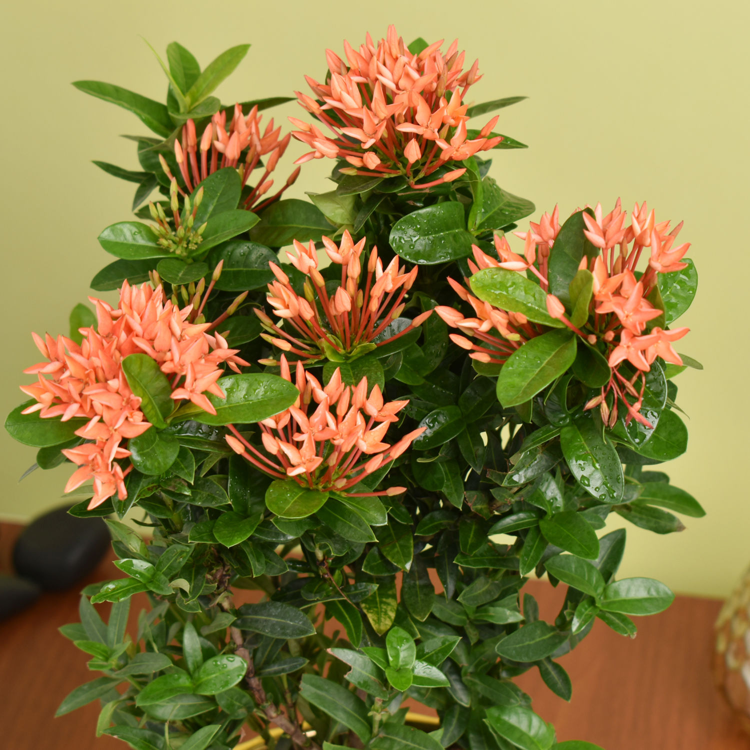 Order Beautiful Ixora Flower Plant In Ceramic Pot Online | Same-Day ...