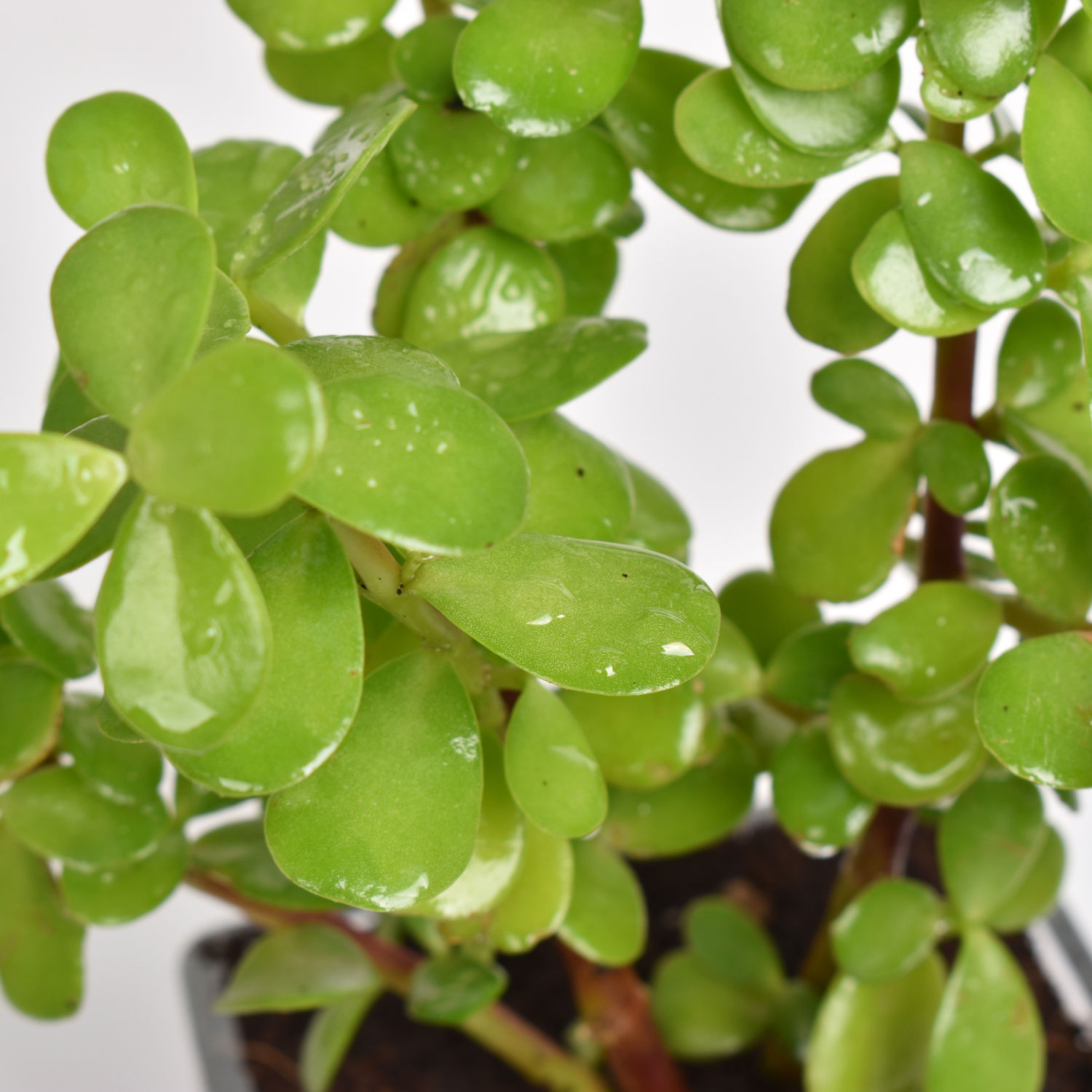 Order Good Luck Jade Plant Online | Same-Day Delivery UAE - Fnp.ae