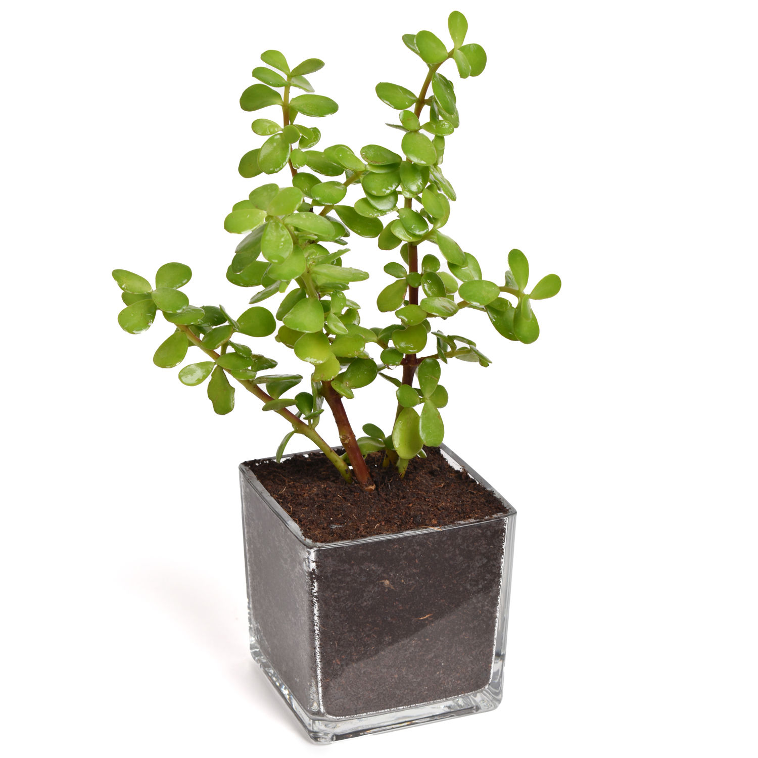 Order Good Luck Jade Plant Online | Same-Day Delivery UAE - Fnp.ae