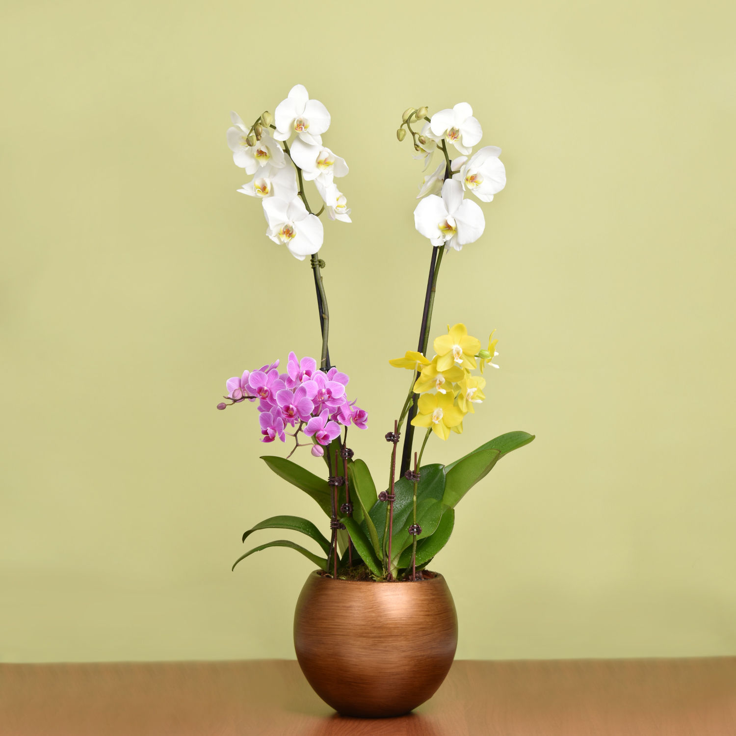 Order Multi Color Holland Orchids Arrangement Online | Same-Day Delivery UAE - Fnp.ae