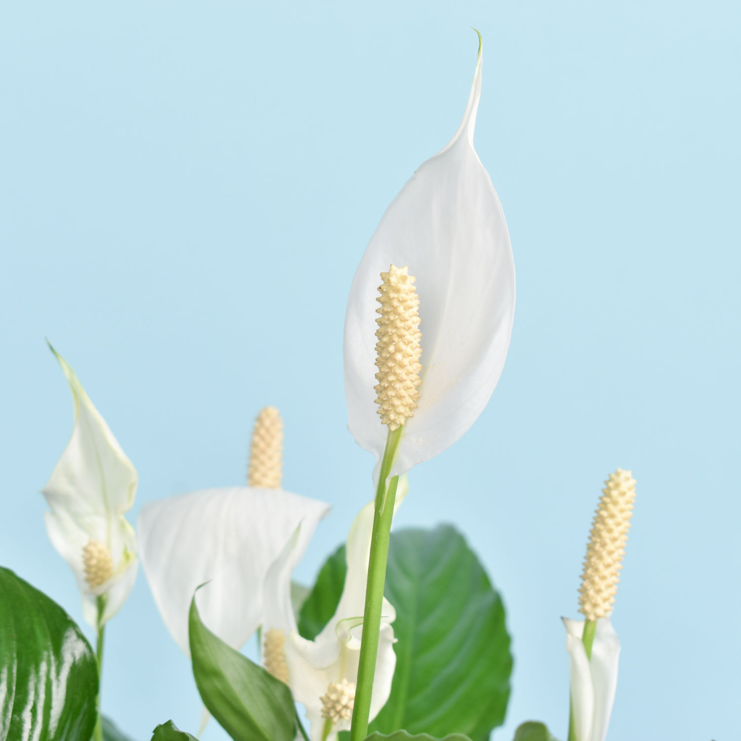 Order Peace Lilly Garden Online | Same-Day Delivery UAE - Fnp.ae