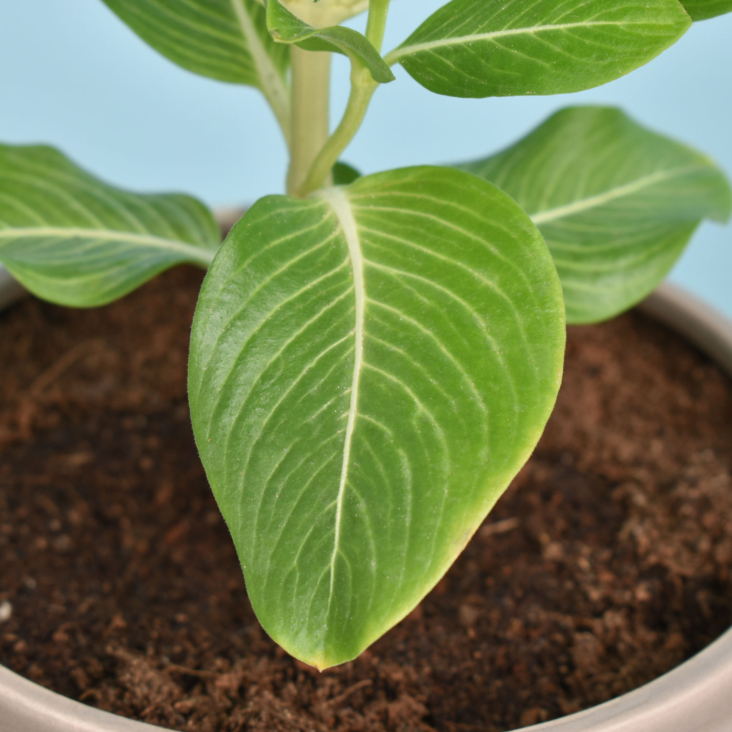 Order Decorative Mini Plants in Glass Planter Online | Same-Day ...