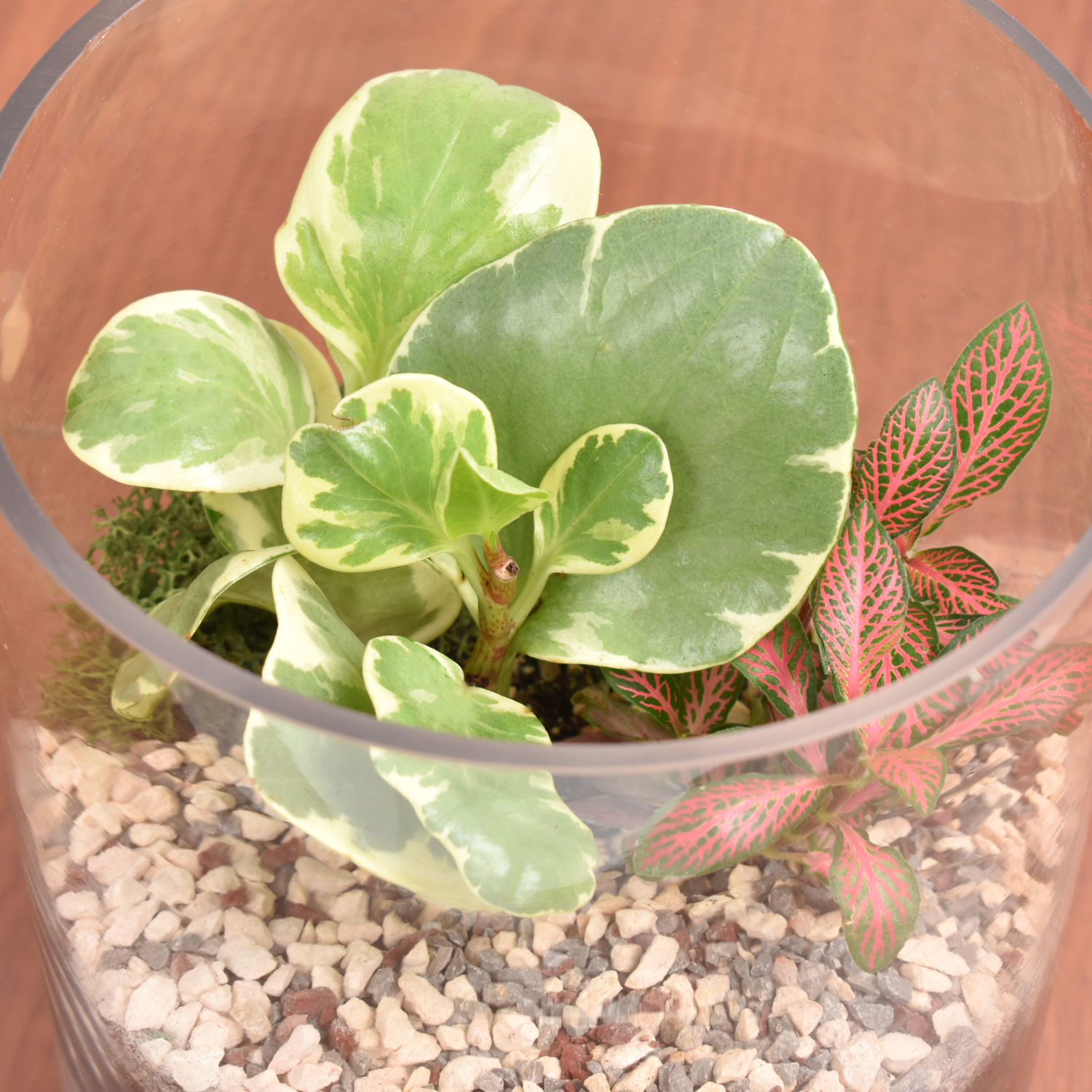 Order Decorative Mini Plants in Glass Planter Online | Same-Day ...