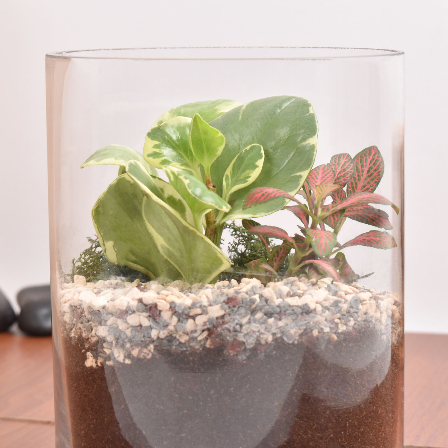 Order Decorative Mini Plants in Glass Planter Online | Same-Day ...