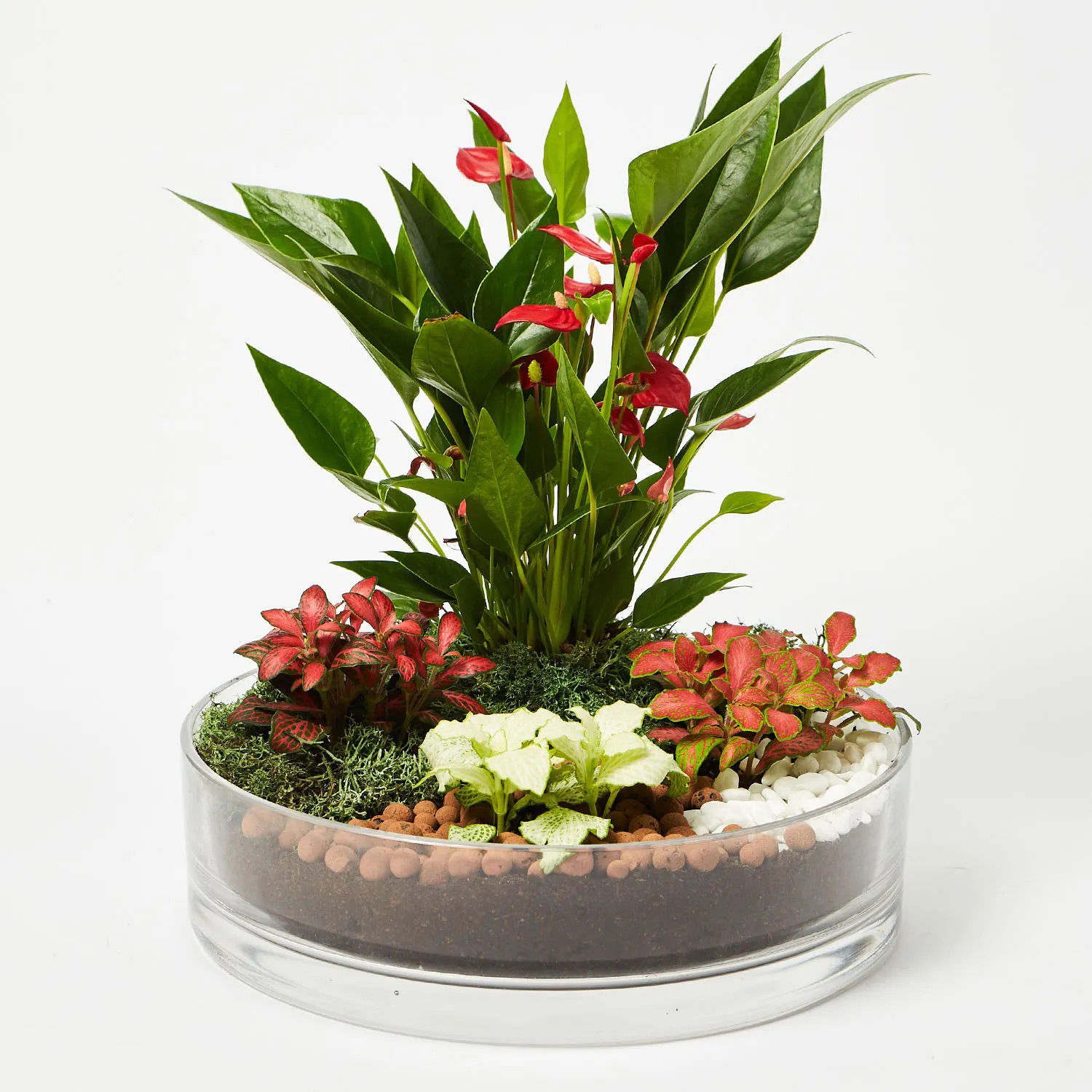 Order Beautiful desktop garden Online | Same-Day Delivery UAE - Fnp.ae