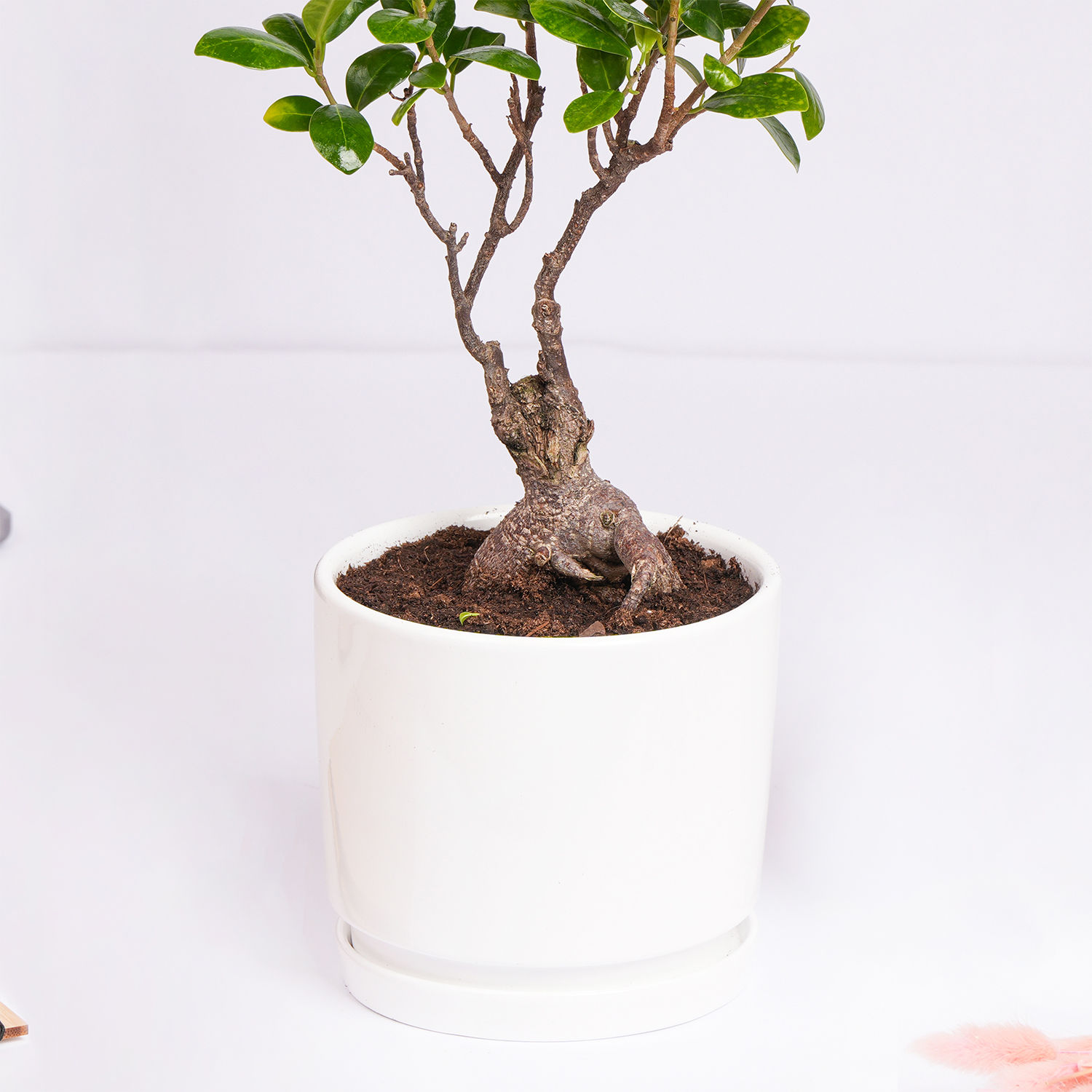 Online Zen bonsai in a ceramic pot Gift Delivery in UAE - FNP