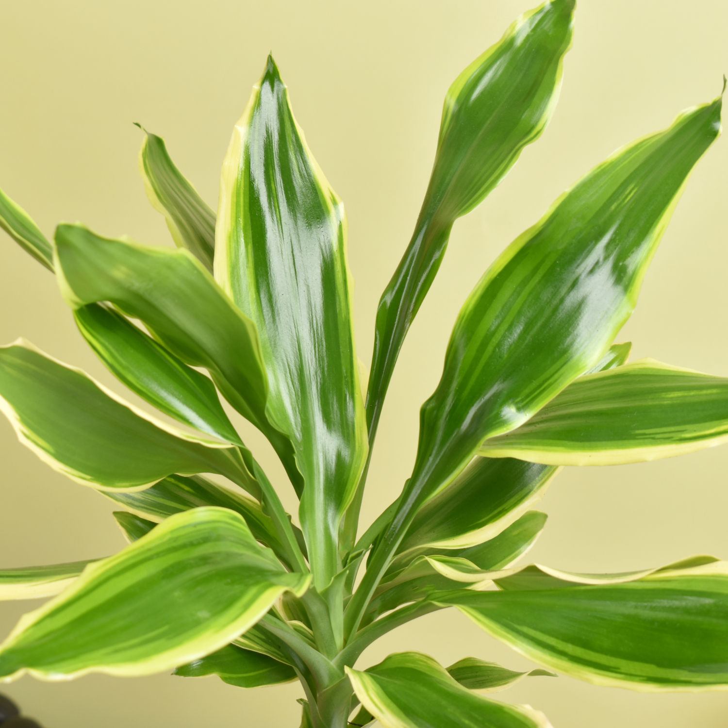 Order Dracaena Plant Small Online | Same-Day Delivery UAE - Fnp.ae