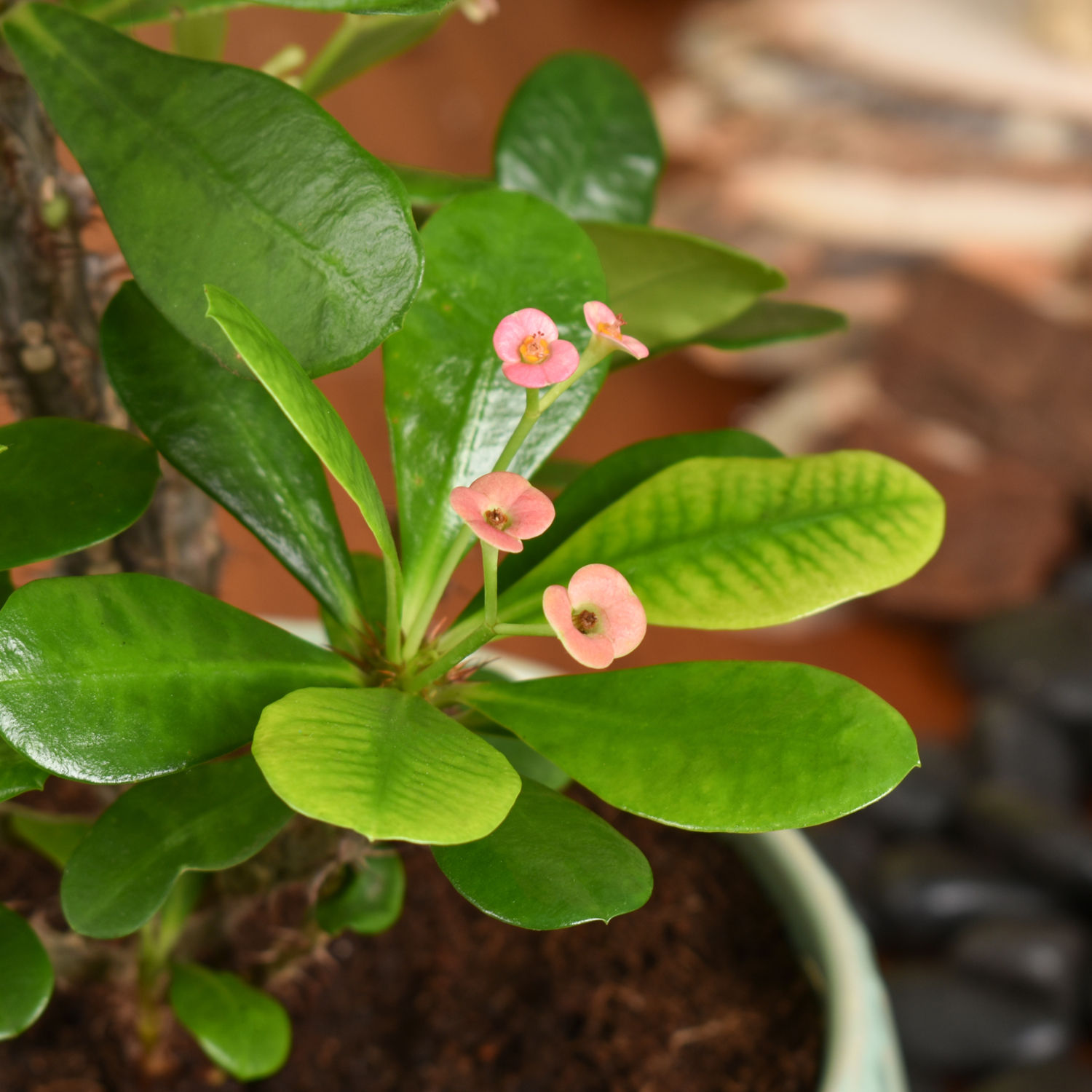 Order Crown of Thorns Plant Small Online | Same-Day Delivery UAE - Fnp.ae