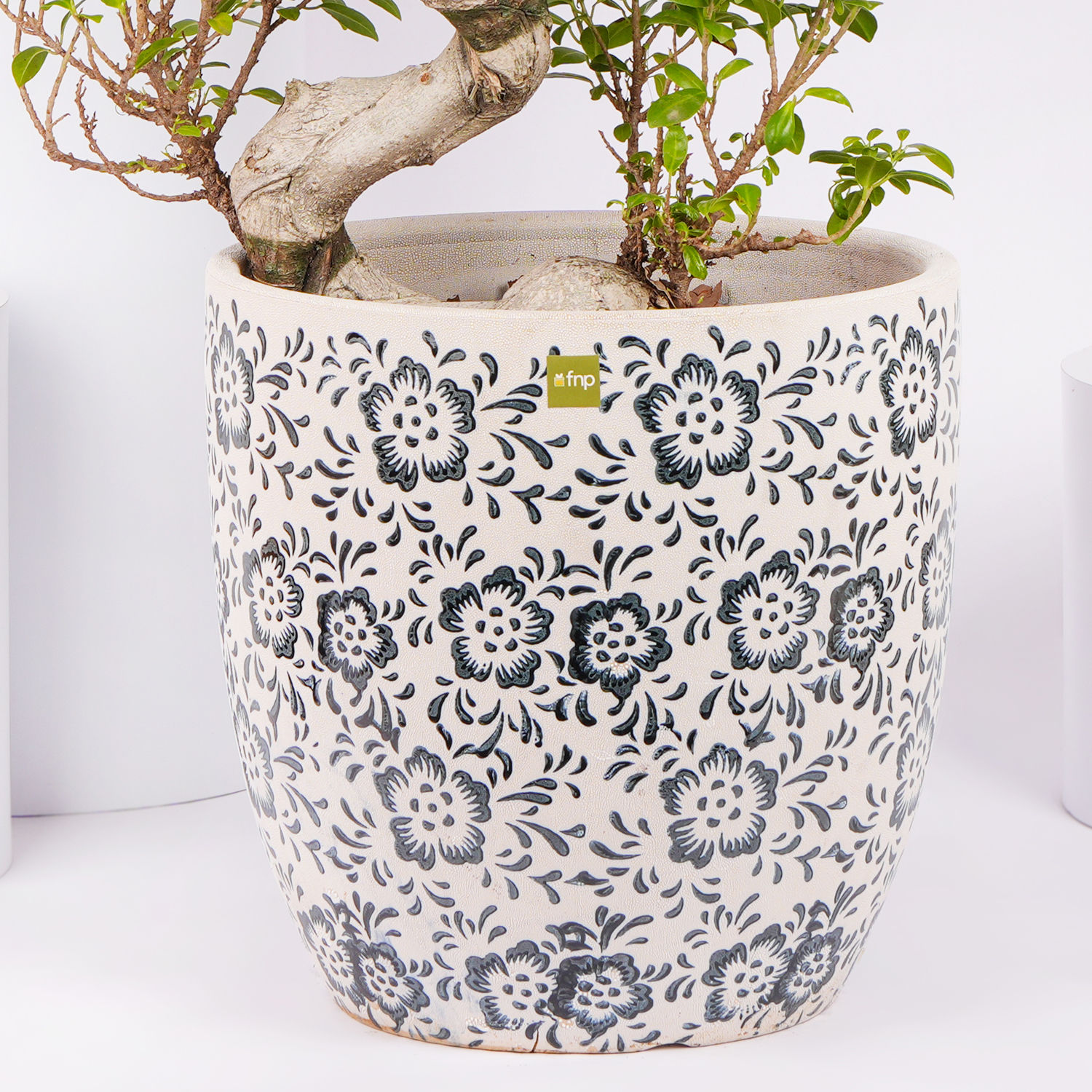Order S Shape Ficus Bonsai in Premium Planter Online | Same-Day ...