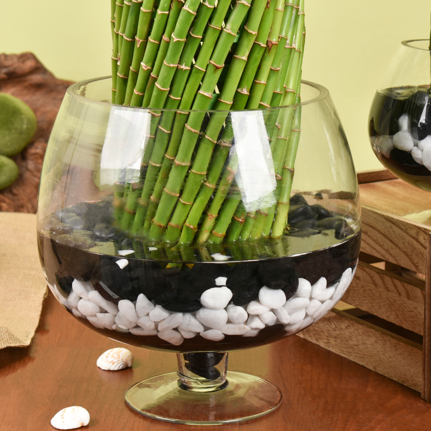 Order Duo of Lucky Bamboo Wheel Plant Online | Same-Day Delivery UAE ...