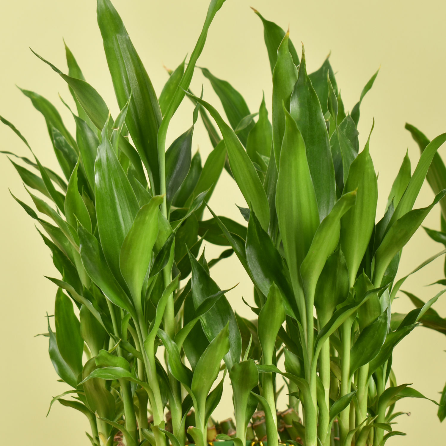 Order Duo of Lucky Bamboo Wheel Plant Online | Same-Day Delivery UAE ...