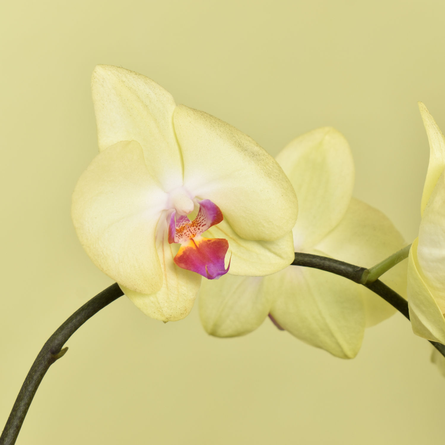 Online Mesmerizing Orchid Plants in Designer Base Gift Delivery in UAE ...