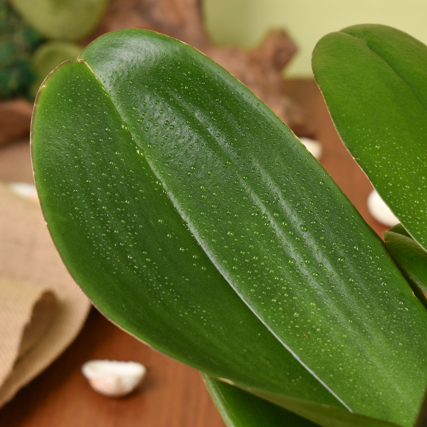 Online Mesmerizing Orchid Plants in Designer Base Gift Delivery in UAE ...