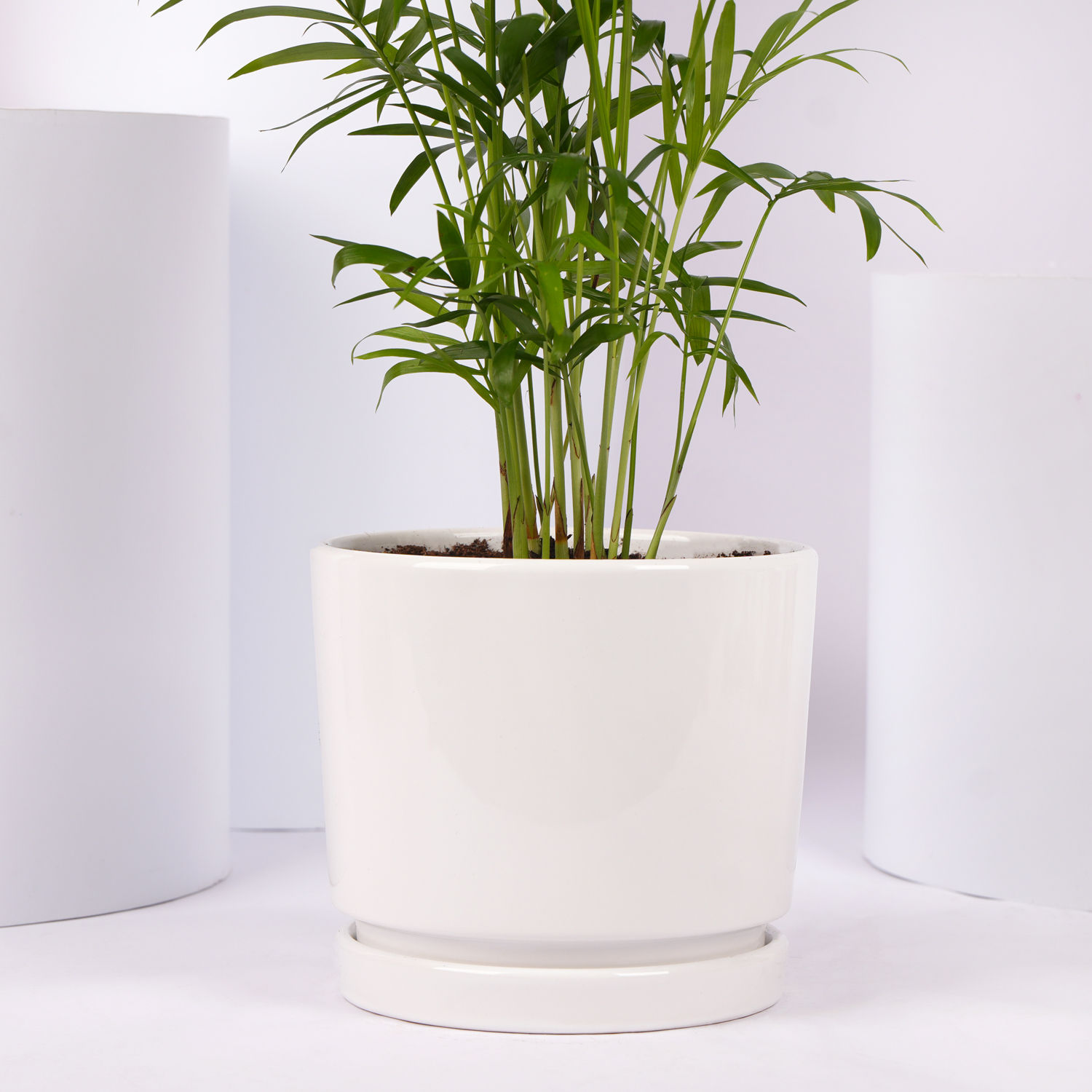 Order Mini Chamadorea In Dual Tone Pot Online | Same-Day Delivery UAE ...