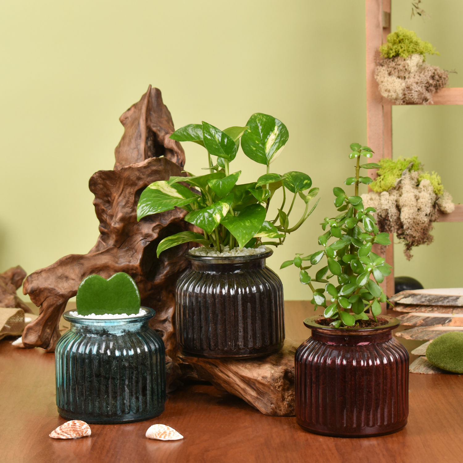 Order Mini Plants Collection Online | Same-Day Delivery UAE - Fnp.ae