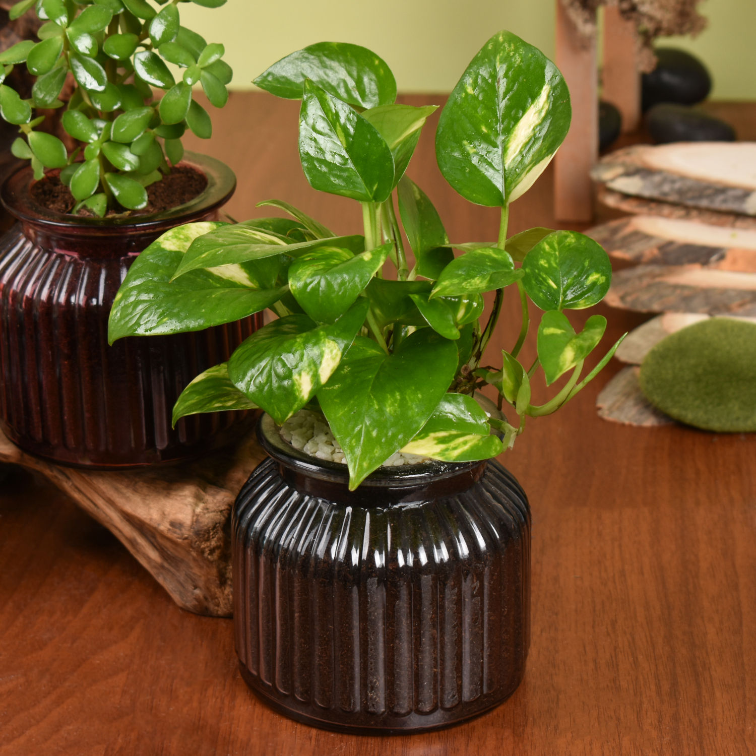 Order Mini Plants Collection Online | Same-Day Delivery UAE - Fnp.ae