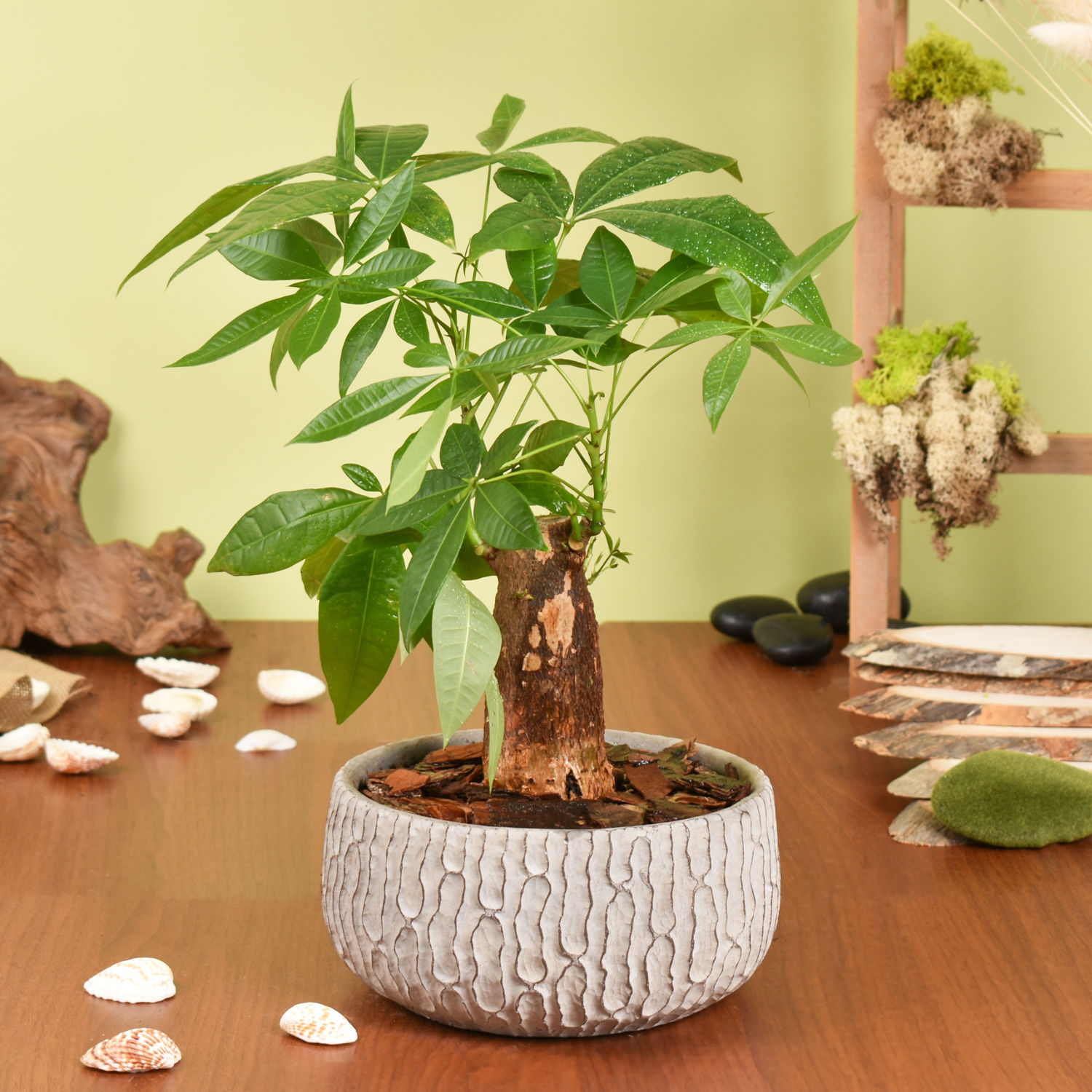 Order Paclcira Sail Or Pachira Good Luck Tree Online | Same-Day ...