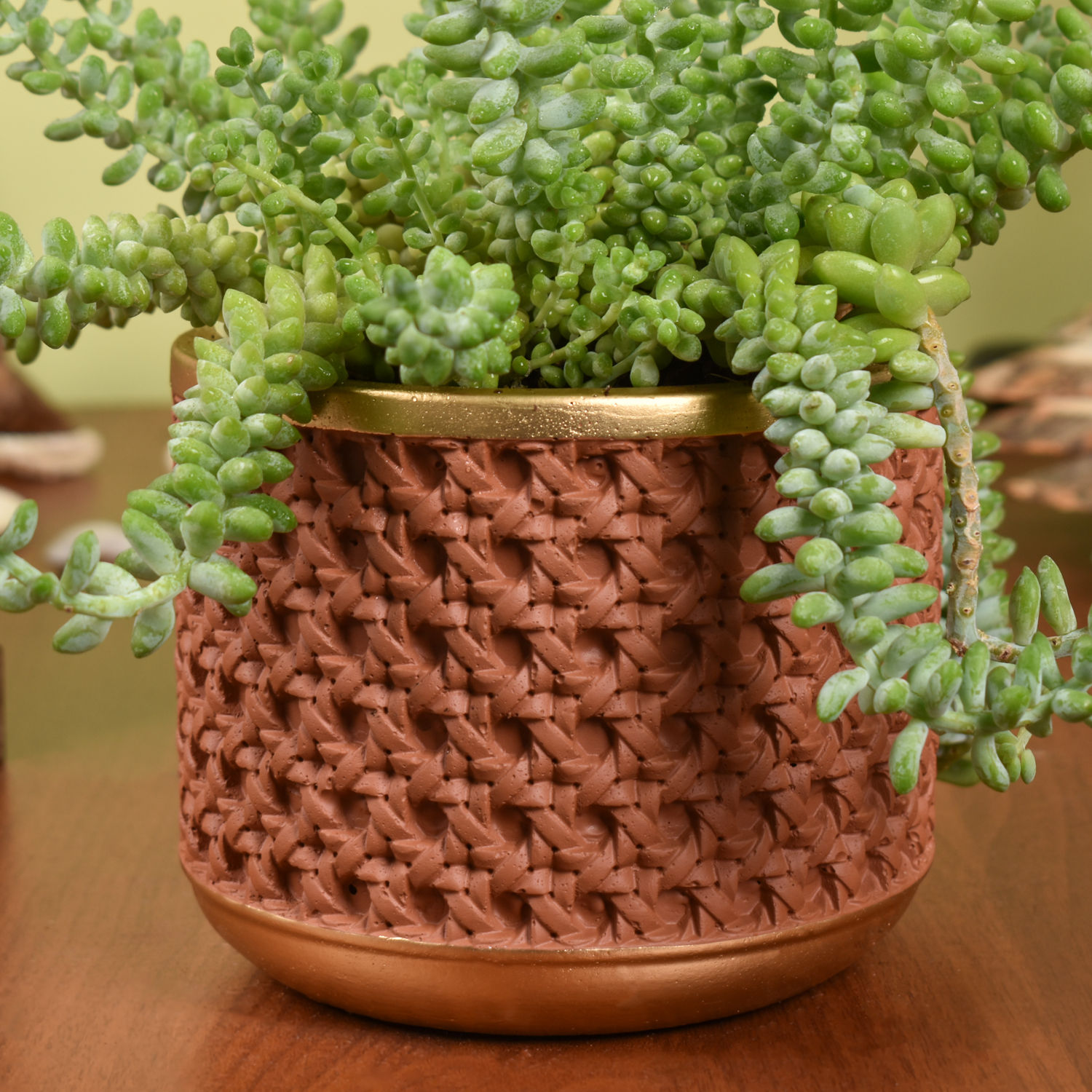 Order Sedum Burrito Succulent Plant Beauty Online | Same-Day Delivery ...