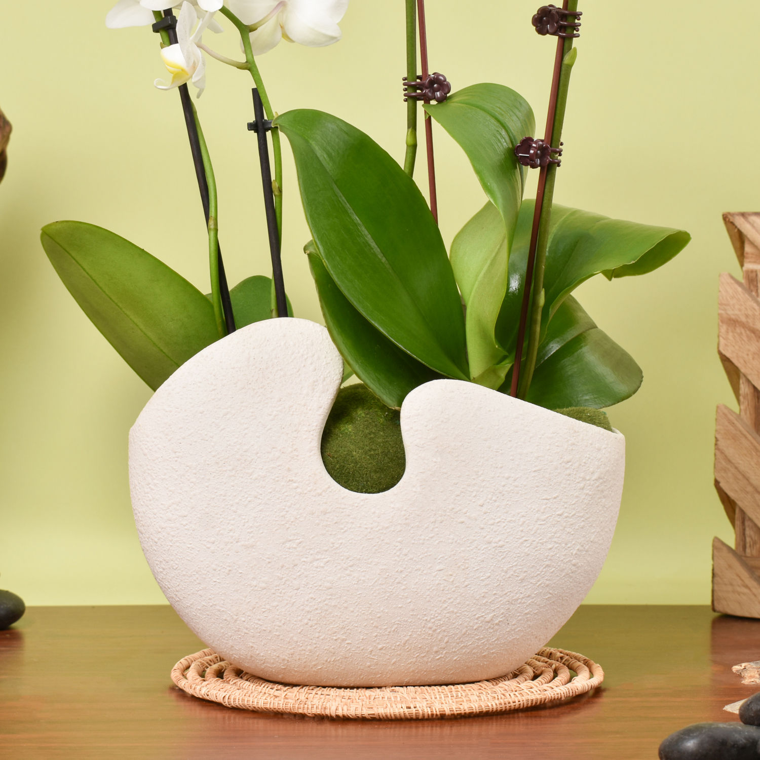 Order White and Yellow Mini Orchid in Designer Base Online | Same-Day ...