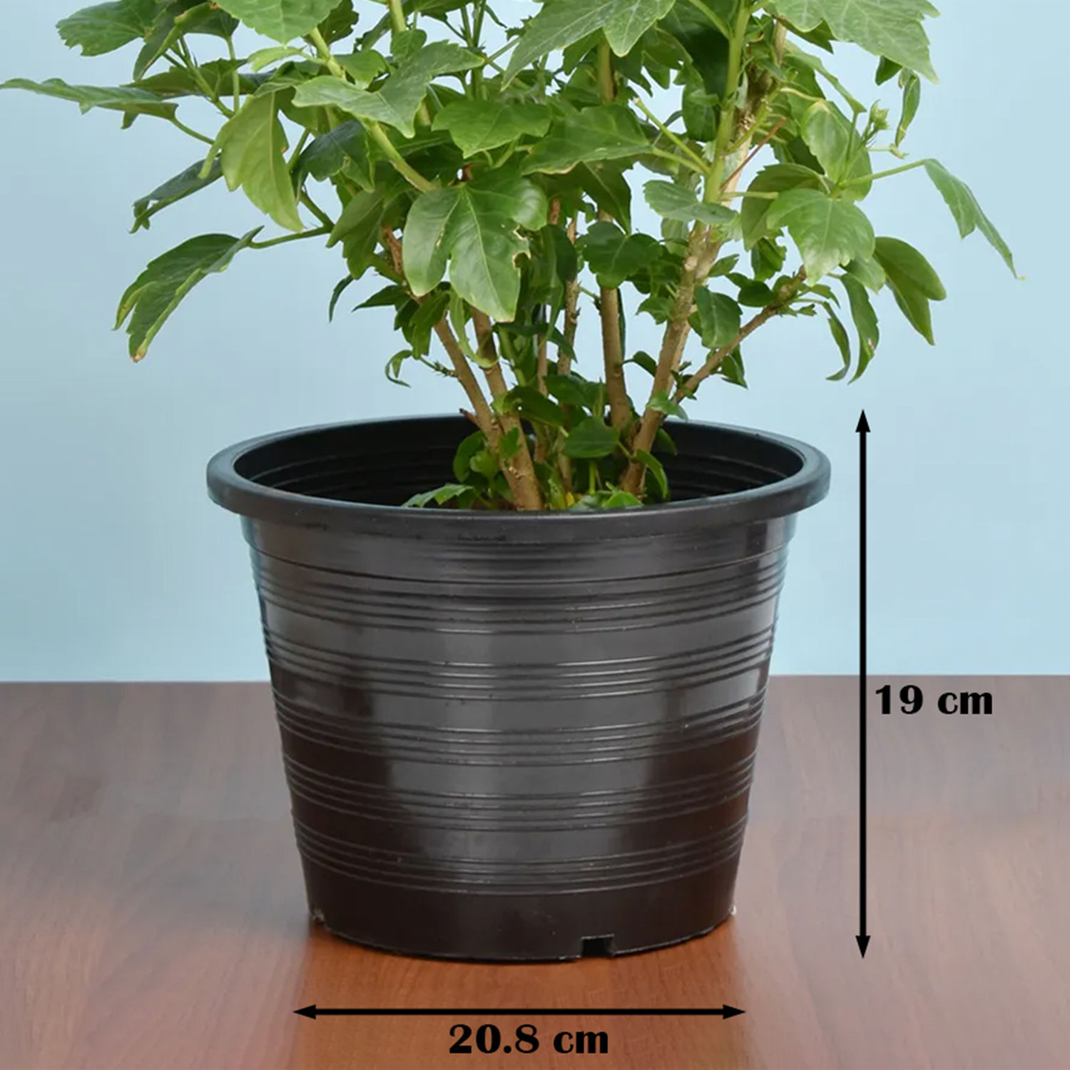 Order Flowering Hibiscus Plant In Plastic Pot Online | Same-Day ...