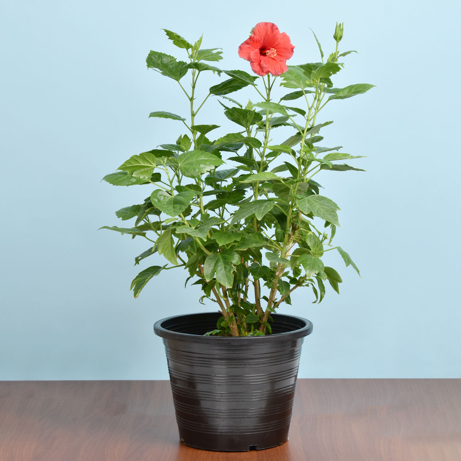 Order Flowering Hibiscus Plant In Plastic Pot Online | Same-Day ...
