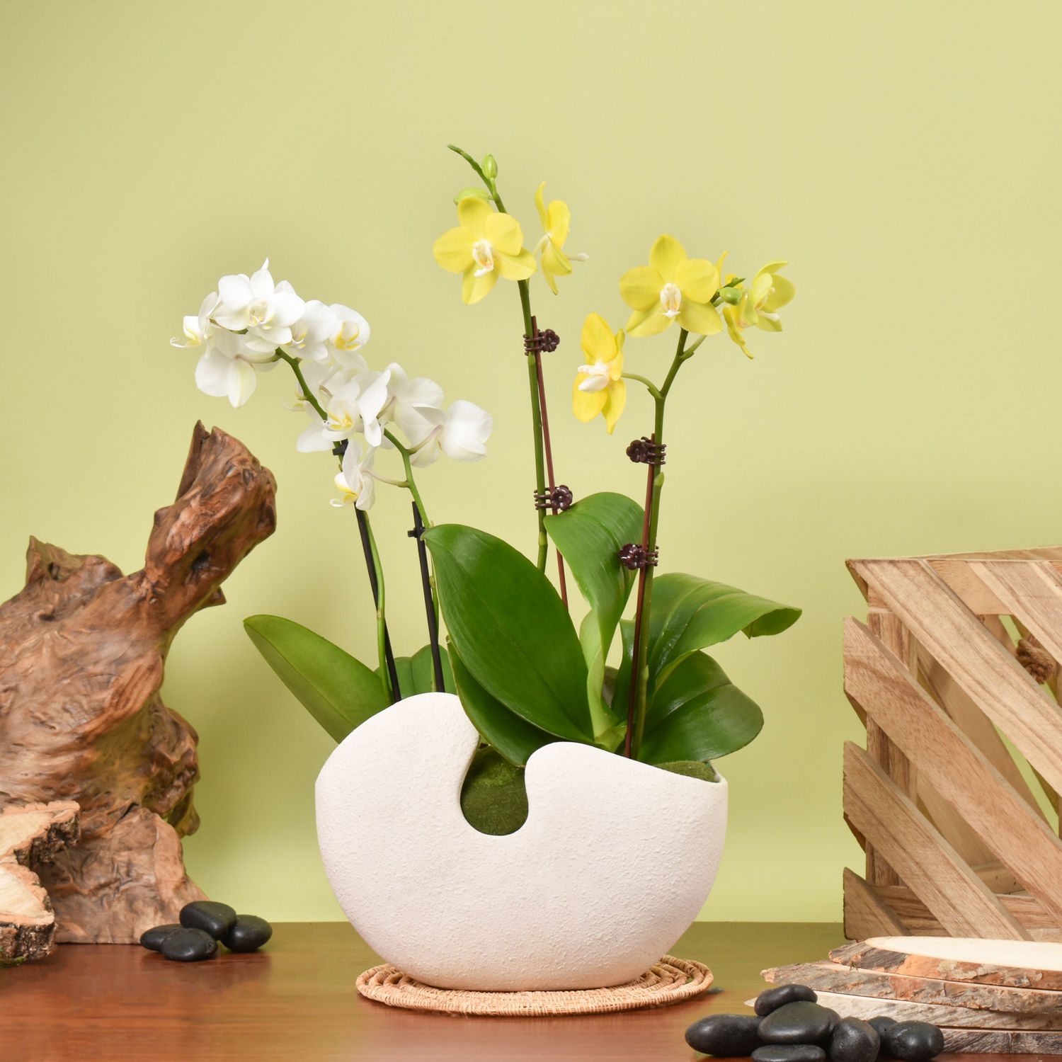Order White and Yellow Mini Orchid in Designer Base Online | Same-Day ...