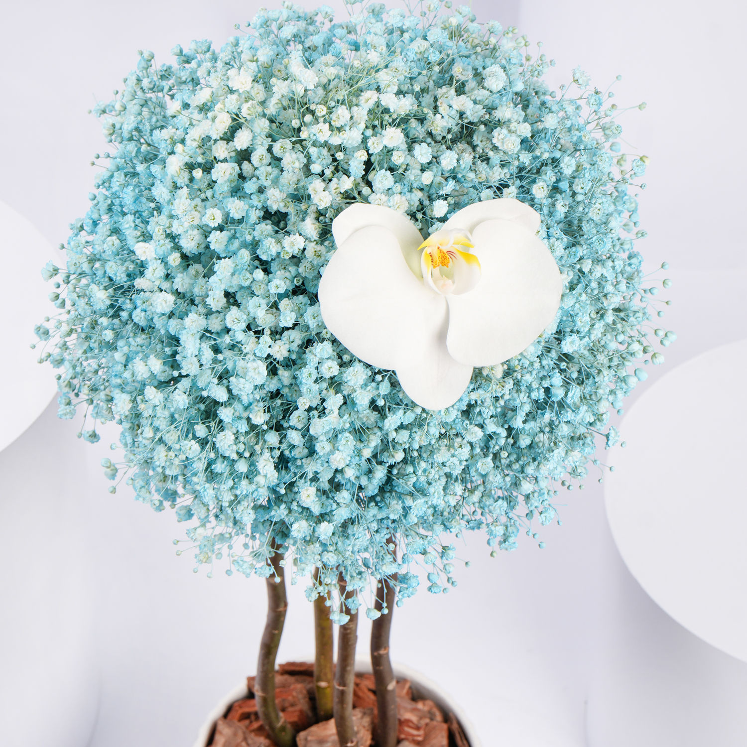 Order Butterfly n Blue Sky Gypso Arrangement Online | Same-Day Delivery ...