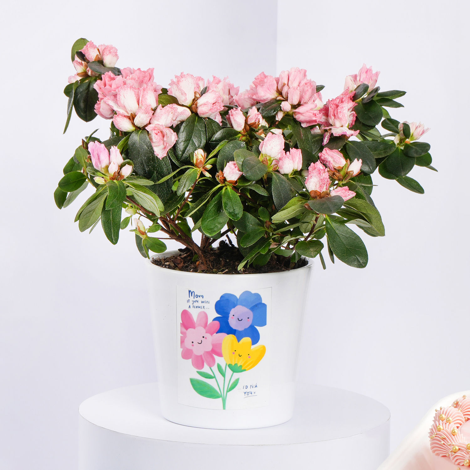 Order Azalea Plant With Bento Cake And Cupcakes Online | Same-Day ...
