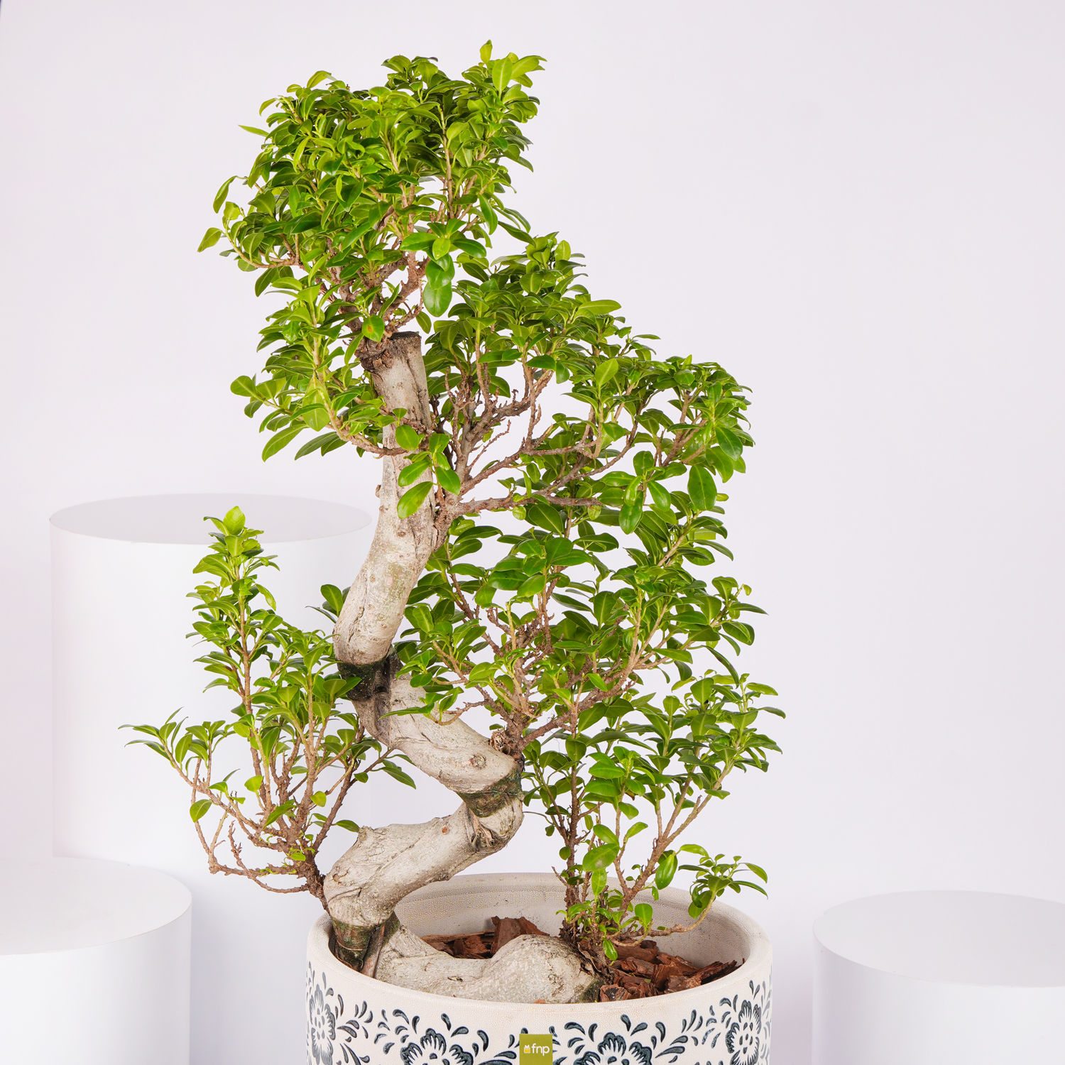 Order S Shape Ficus Bonsai in Premium Planter Online | Same-Day ...