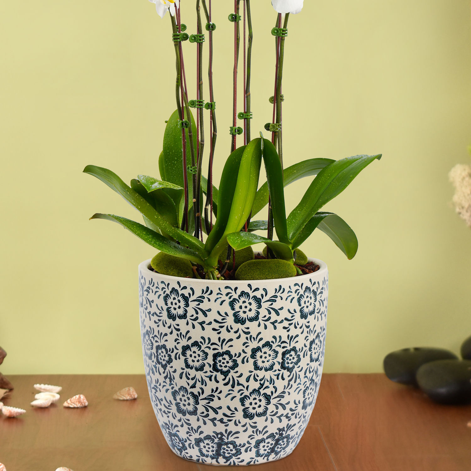 Order 4 Stem Phalaneopsis or Orchid Plant in Premium Pot Online | Same ...