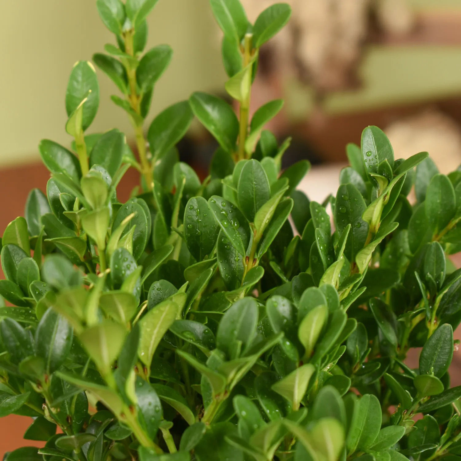 Order Boxwood Plant Small Online | Same-Day Delivery UAE - Fnp.ae