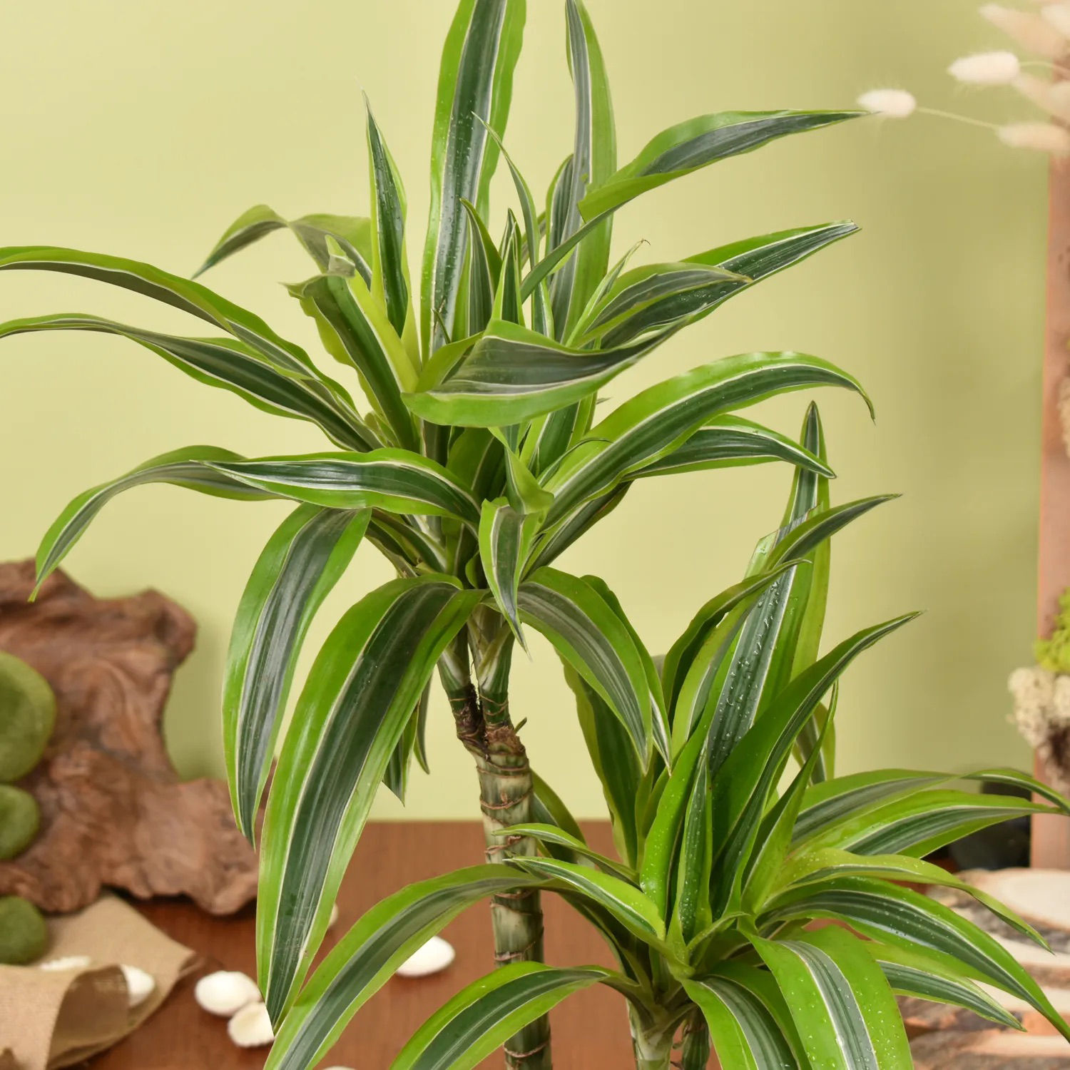 Order Good Luck Dracaena Fragrans Plant Online | Same-Day Delivery UAE ...