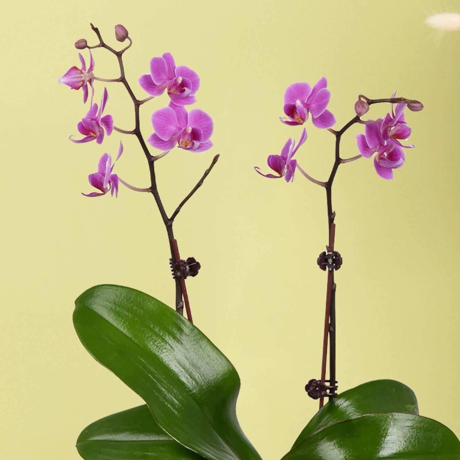 Order Mini Pink Holland Orchid Arrangement Online | Same-Day Delivery ...