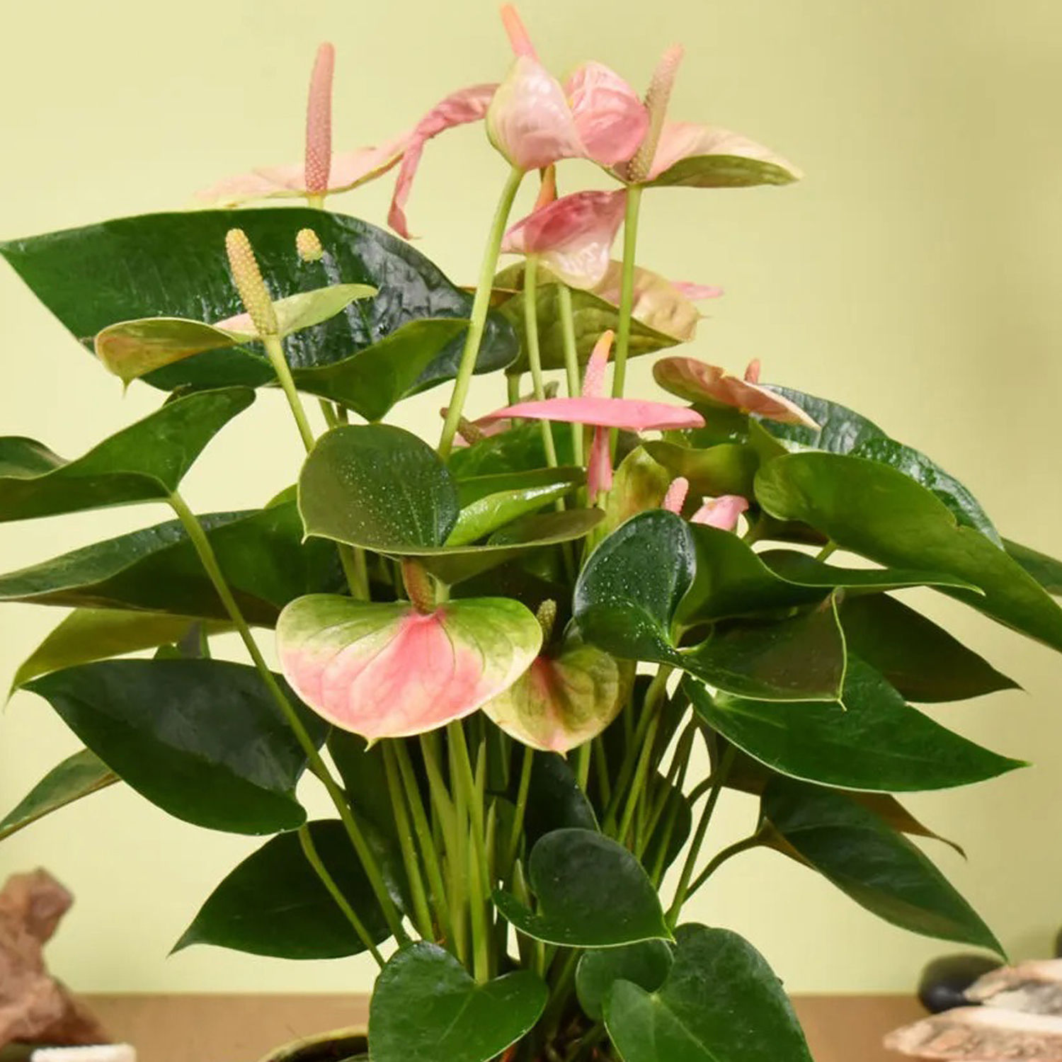 Order Pink Anthurium in Premium Planter Online | Same-Day Delivery UAE ...