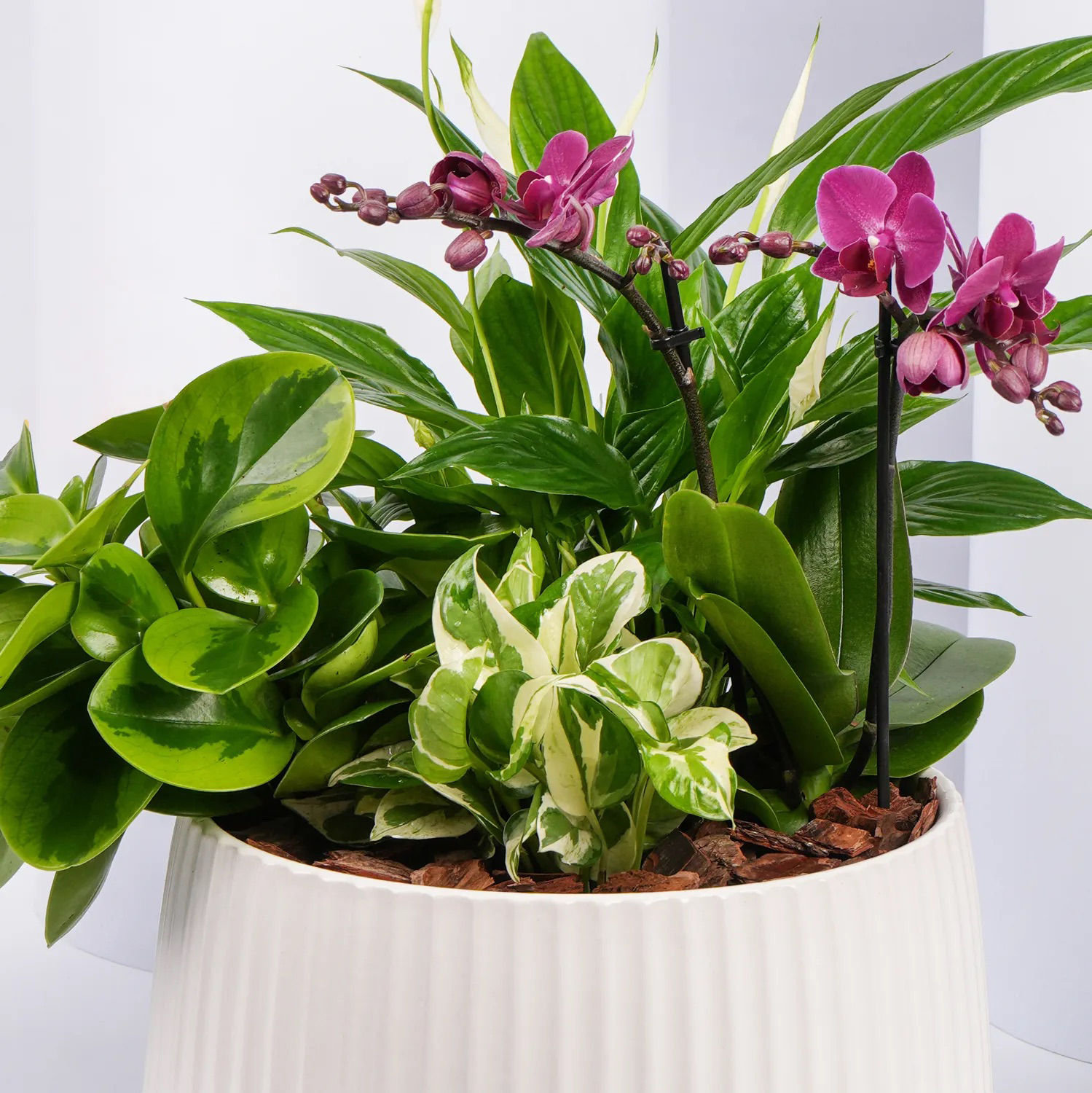 Order Plants Garden with Mini Orchid Plant Online | Same-Day Delivery ...