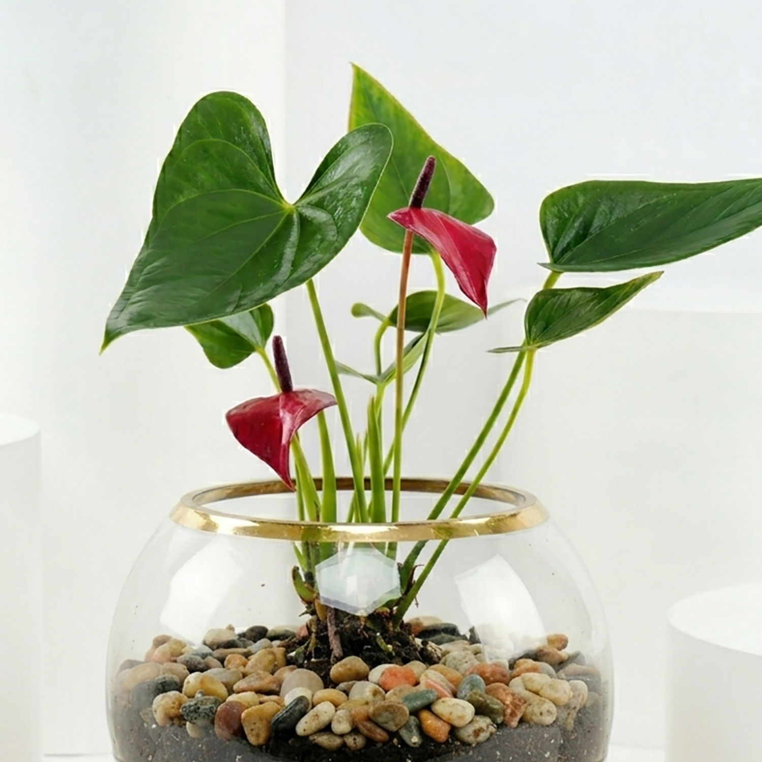 Order Red Anthurium Plant in Gold Pot Online | Same-Day Delivery UAE ...