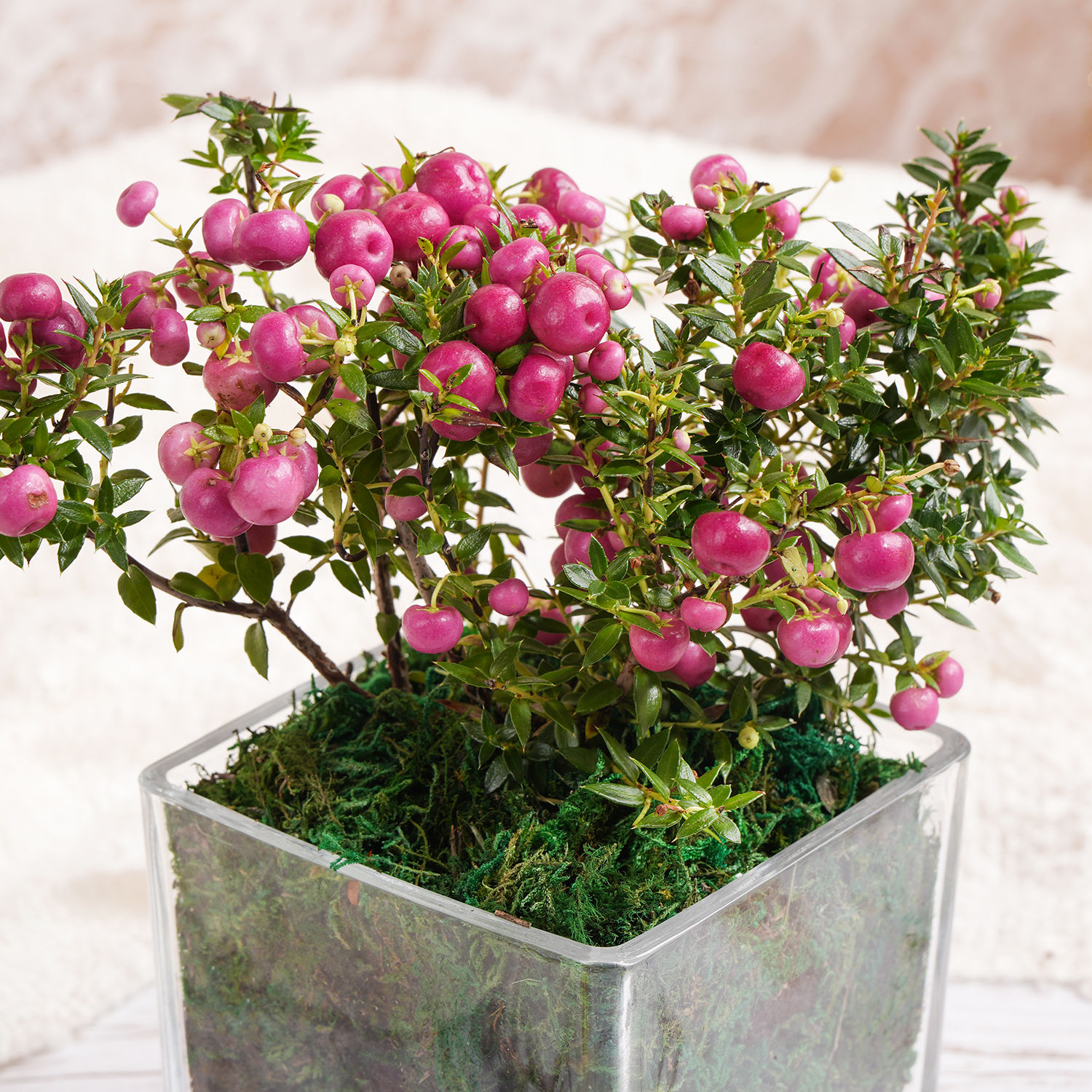 Order Berry Bliss Plant Online | Same-Day Delivery UAE - Fnp.ae