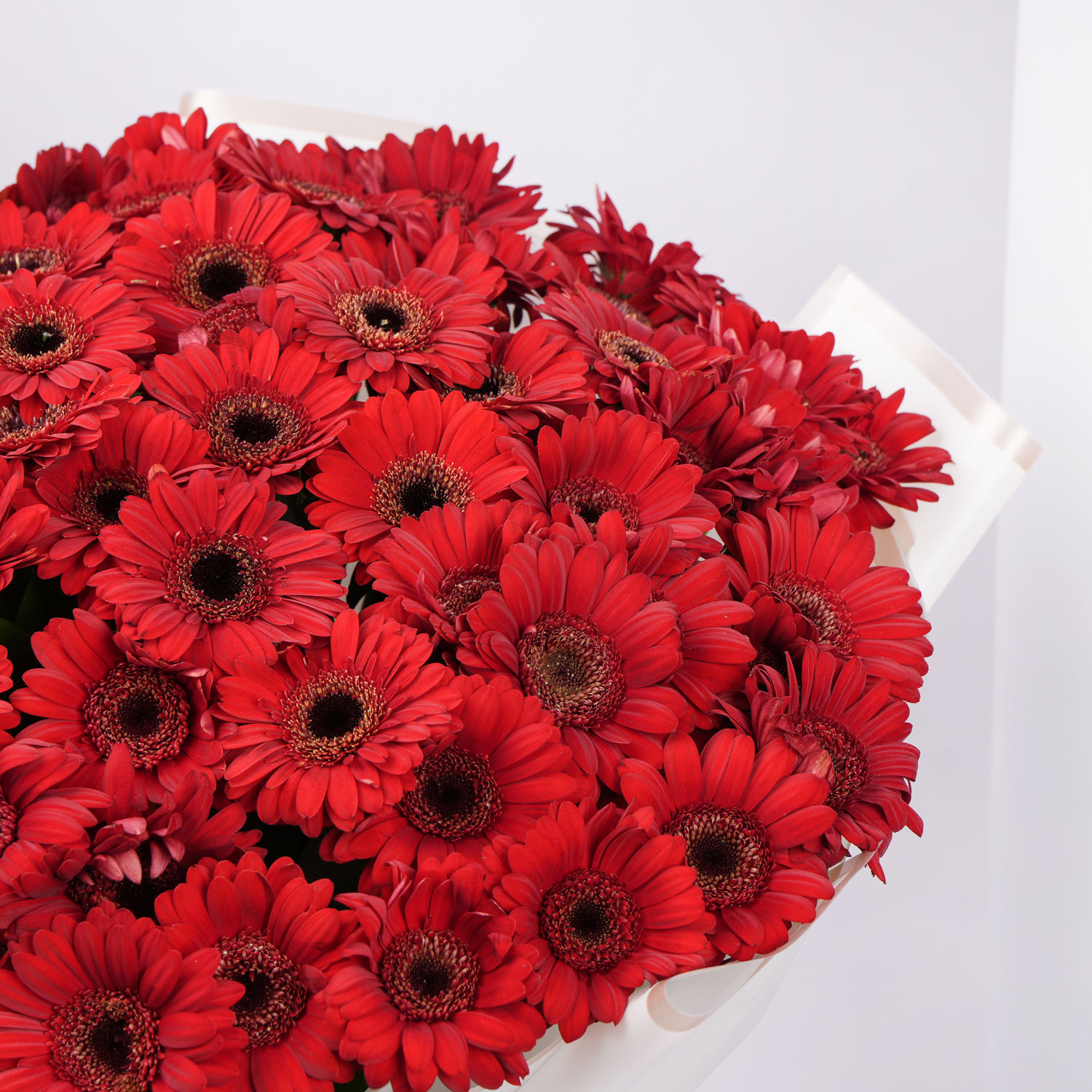 Order 100 Red Gerbera Bouquet Online | Same-Day Delivery UAE - Fnp.ae