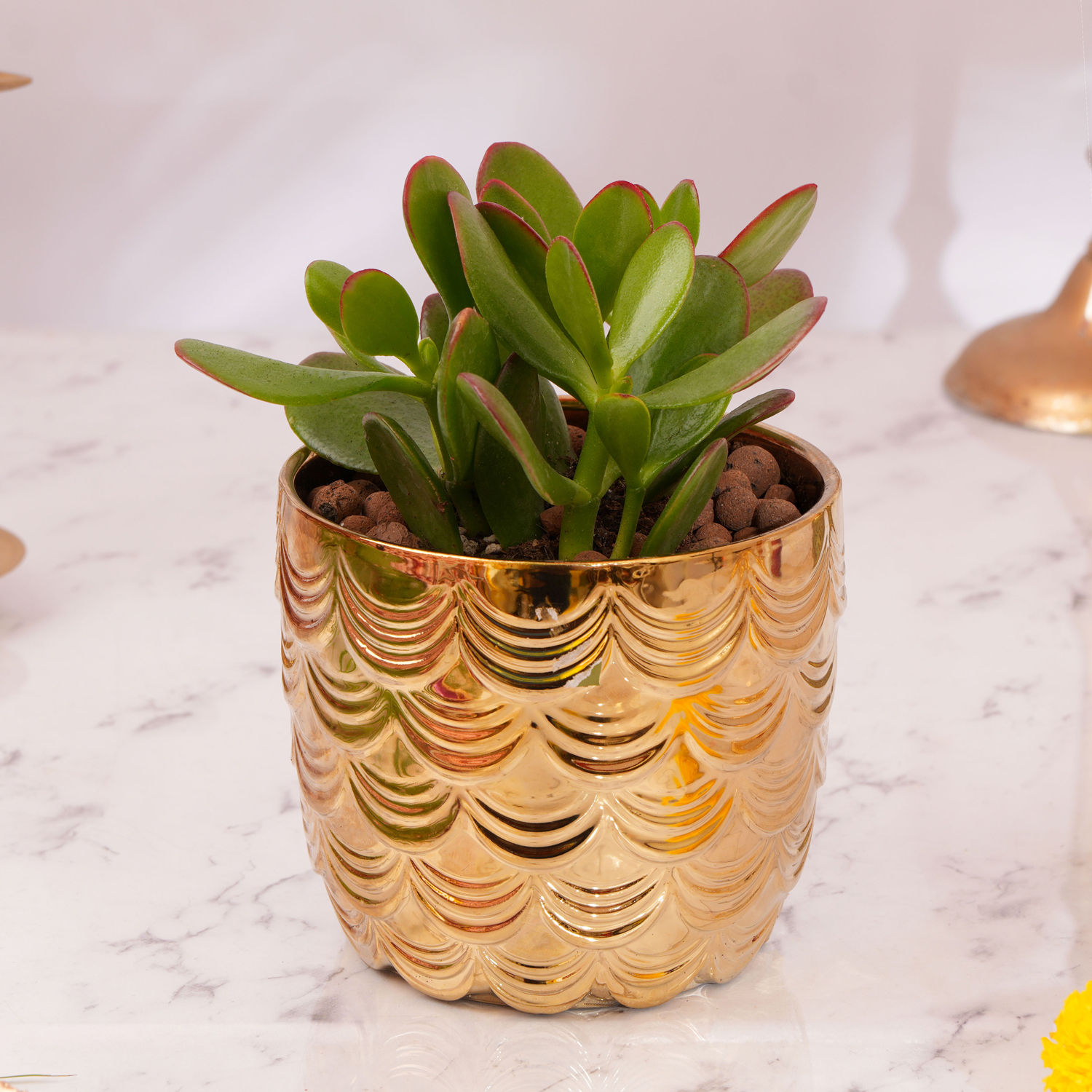 Order Happy Diwali Blessing Plant Online | Same-Day Delivery UAE - Fnp.ae