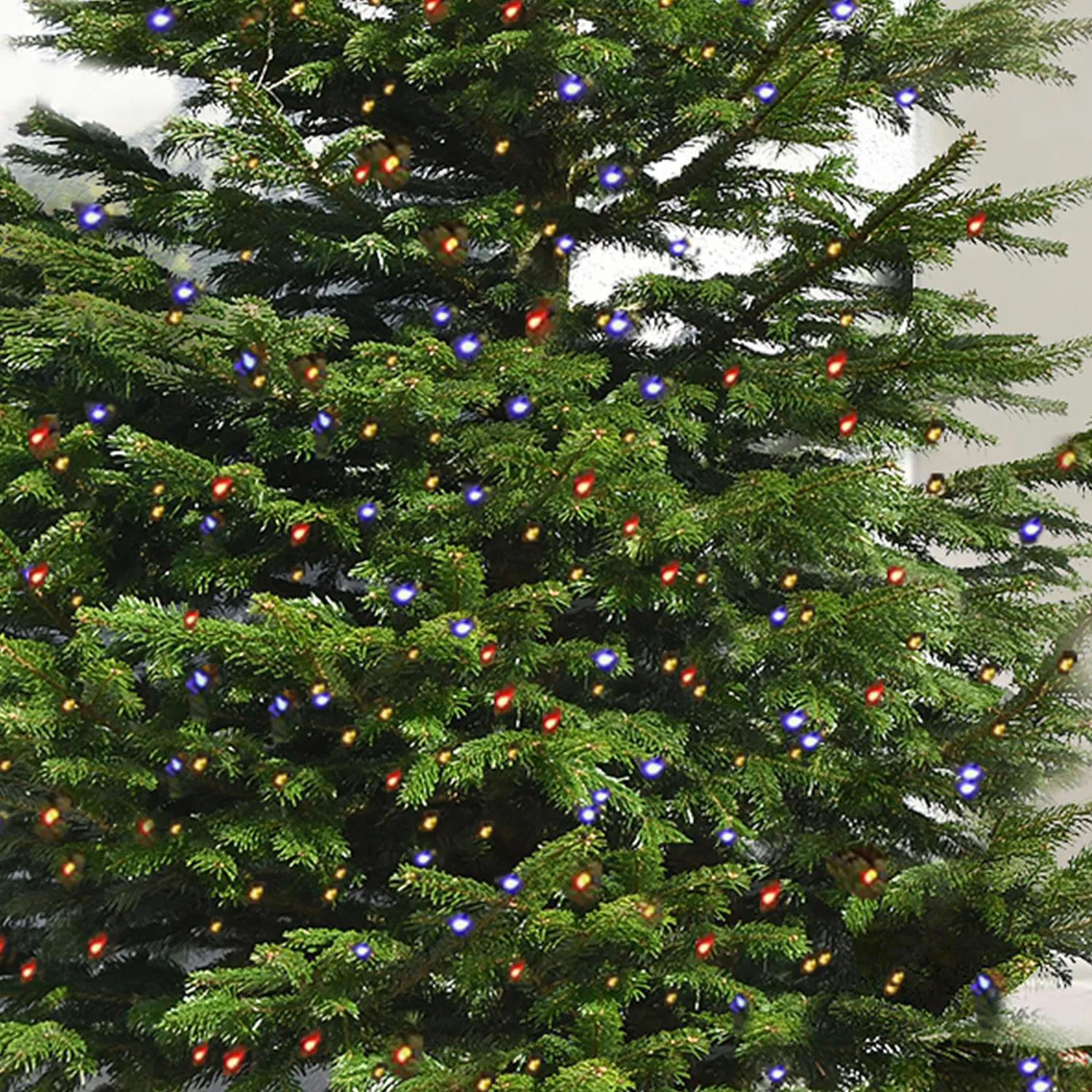 Order Twinkling Led Fresh Christmas Tree 4 To 5 Ft Online | Same-Day ...